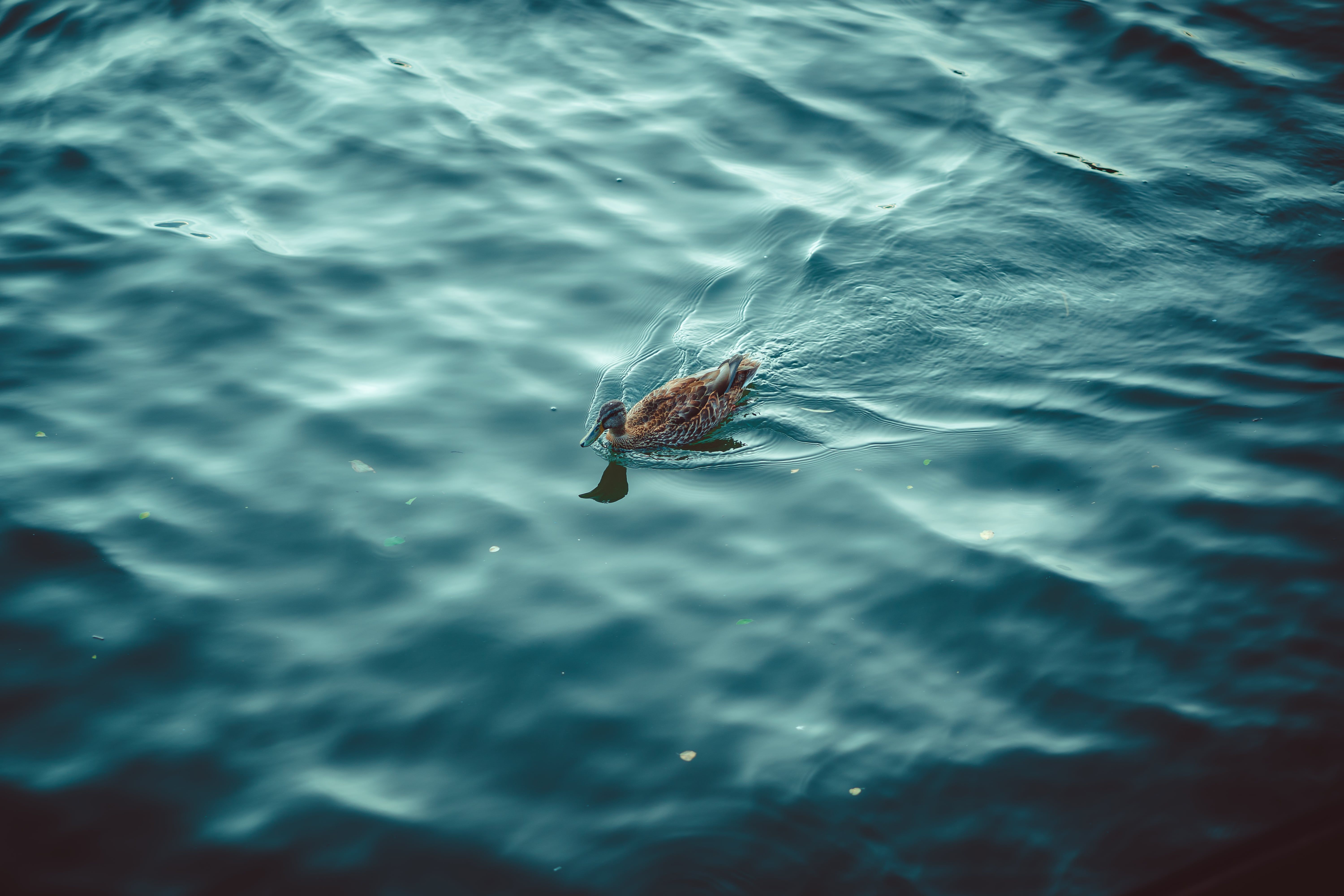 A duck swimming in the water · Free Stock Photo