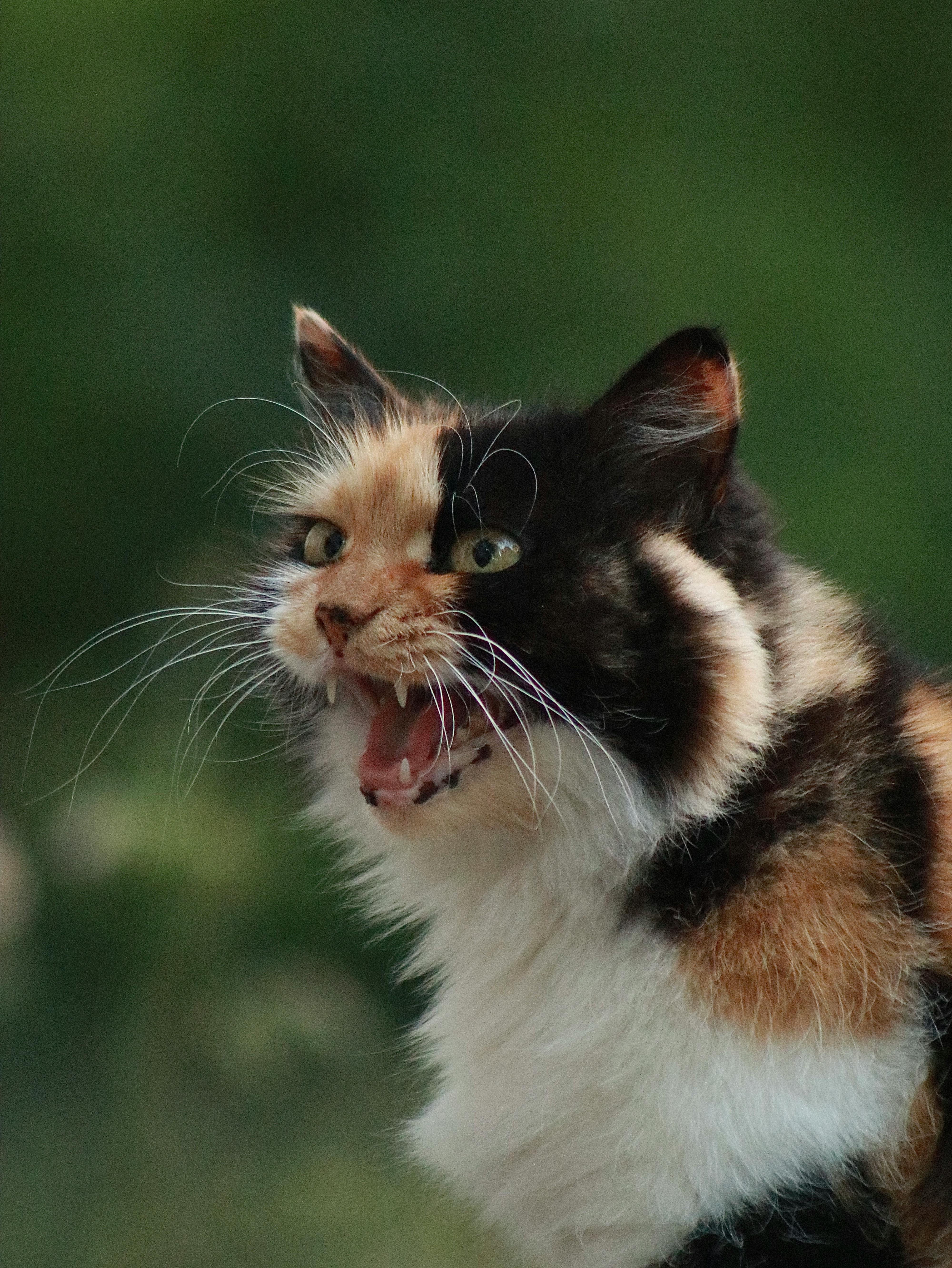 Close-up of a Cat · Free Stock Photo