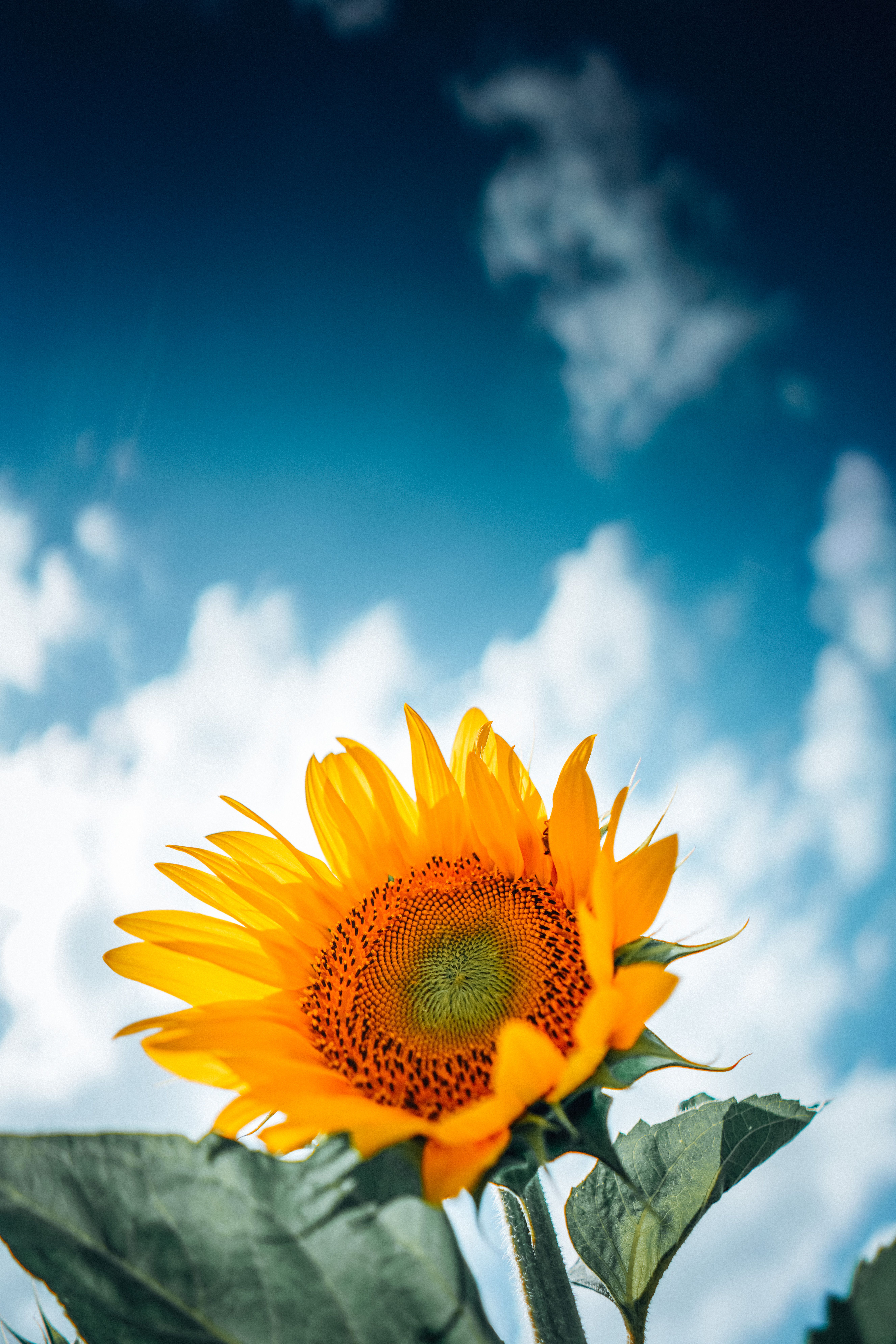 Sunflower · Free Stock Photo