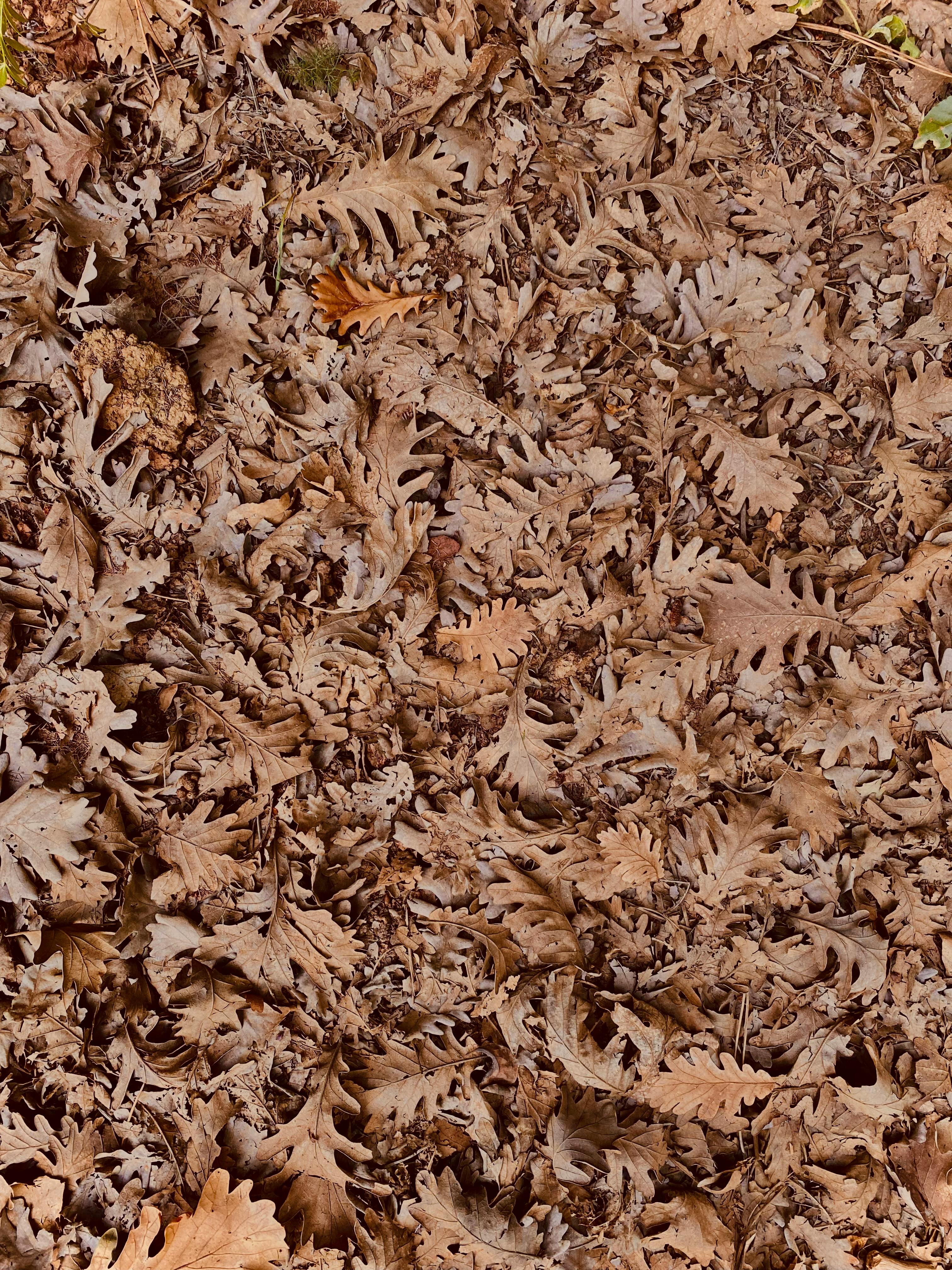 Withered Leaves Photo · Free Stock Photo