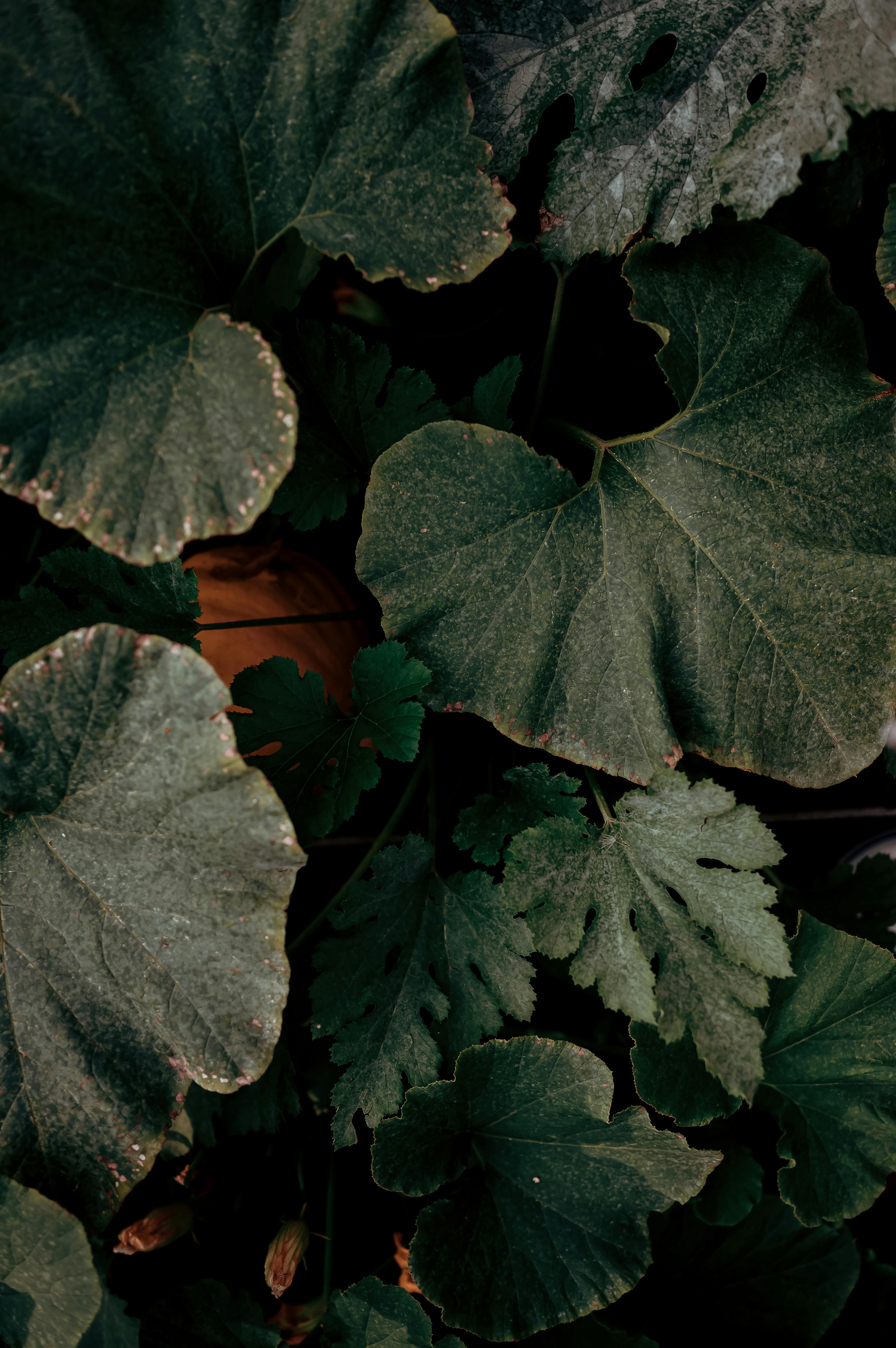 Photo of Plants On Sand · Free Stock Photo