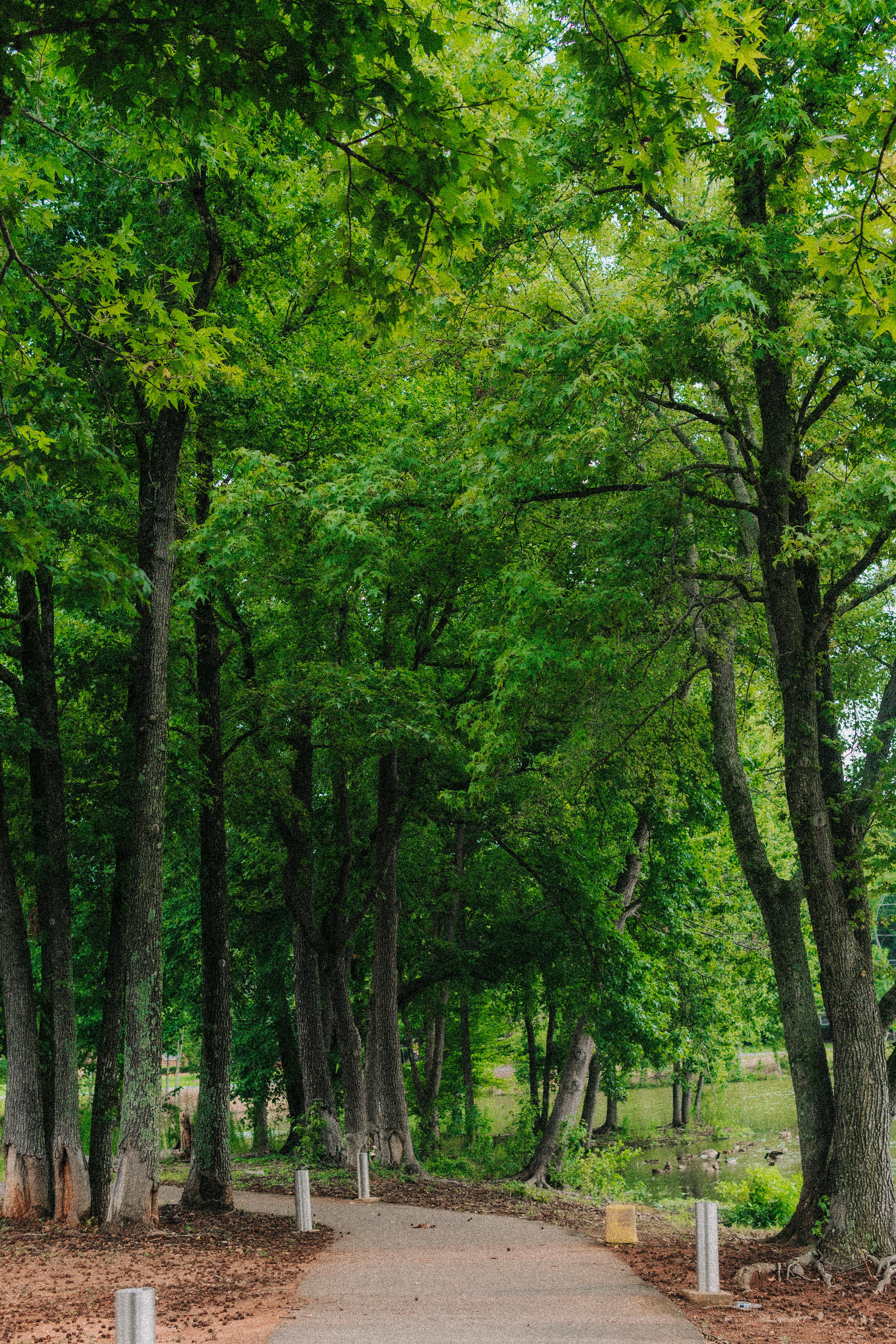 A path through a forest with trees and benches · Free Stock Photo