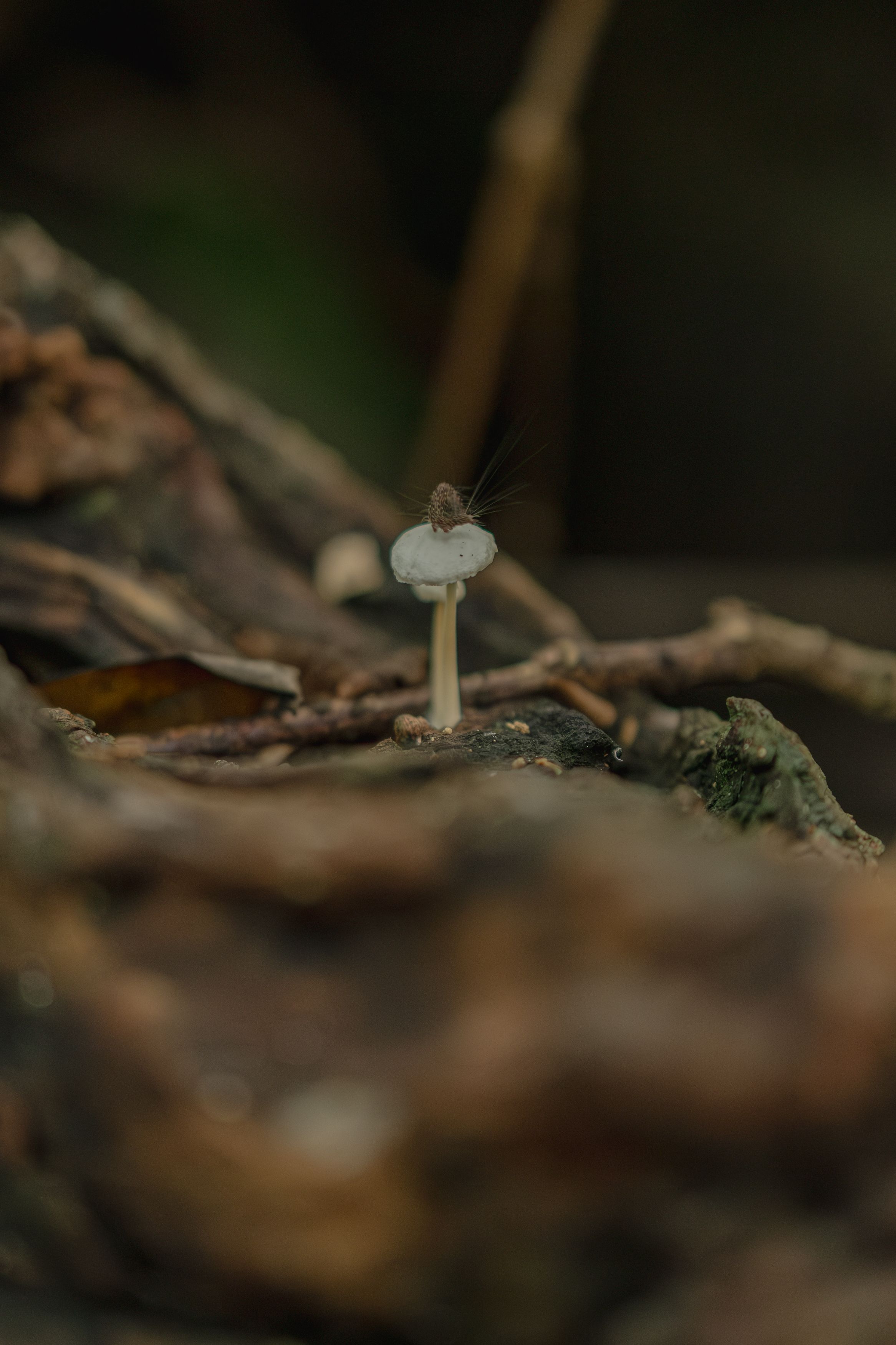 Mushroom With Insect Photos, Download The BEST Free Mushroom With ...