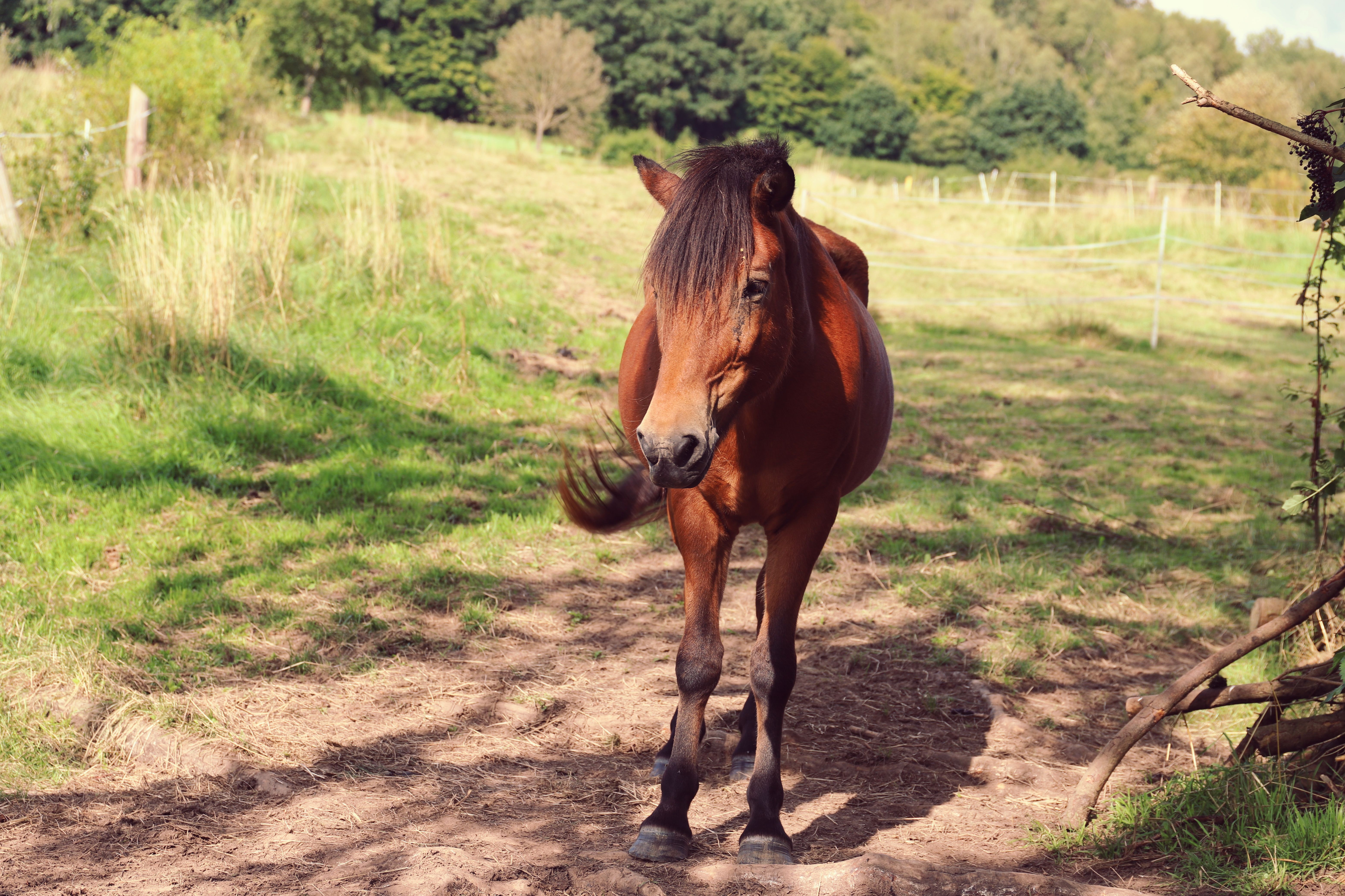Pferd · Free Stock Photo
