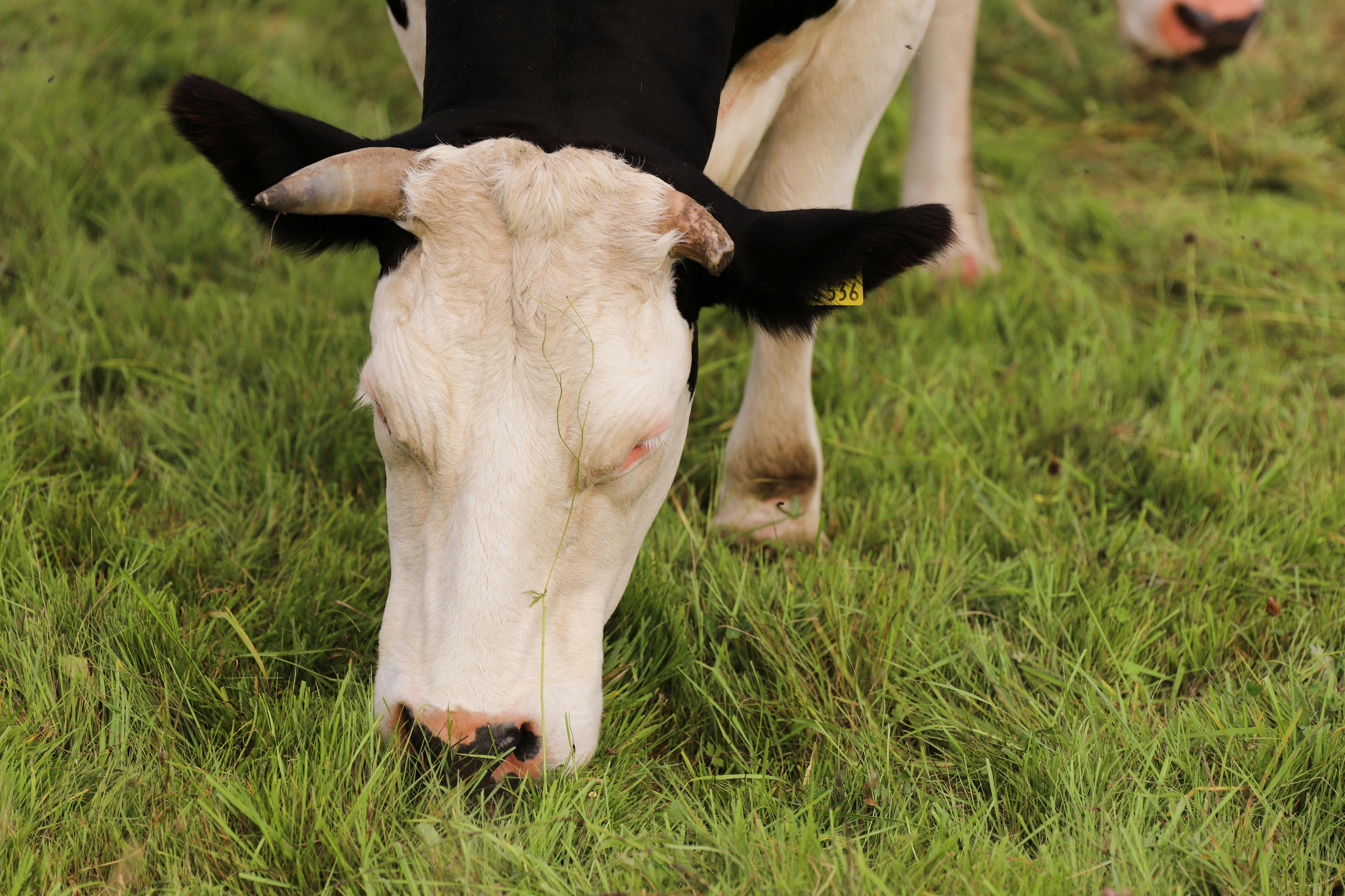 Rind · Free Stock Photo