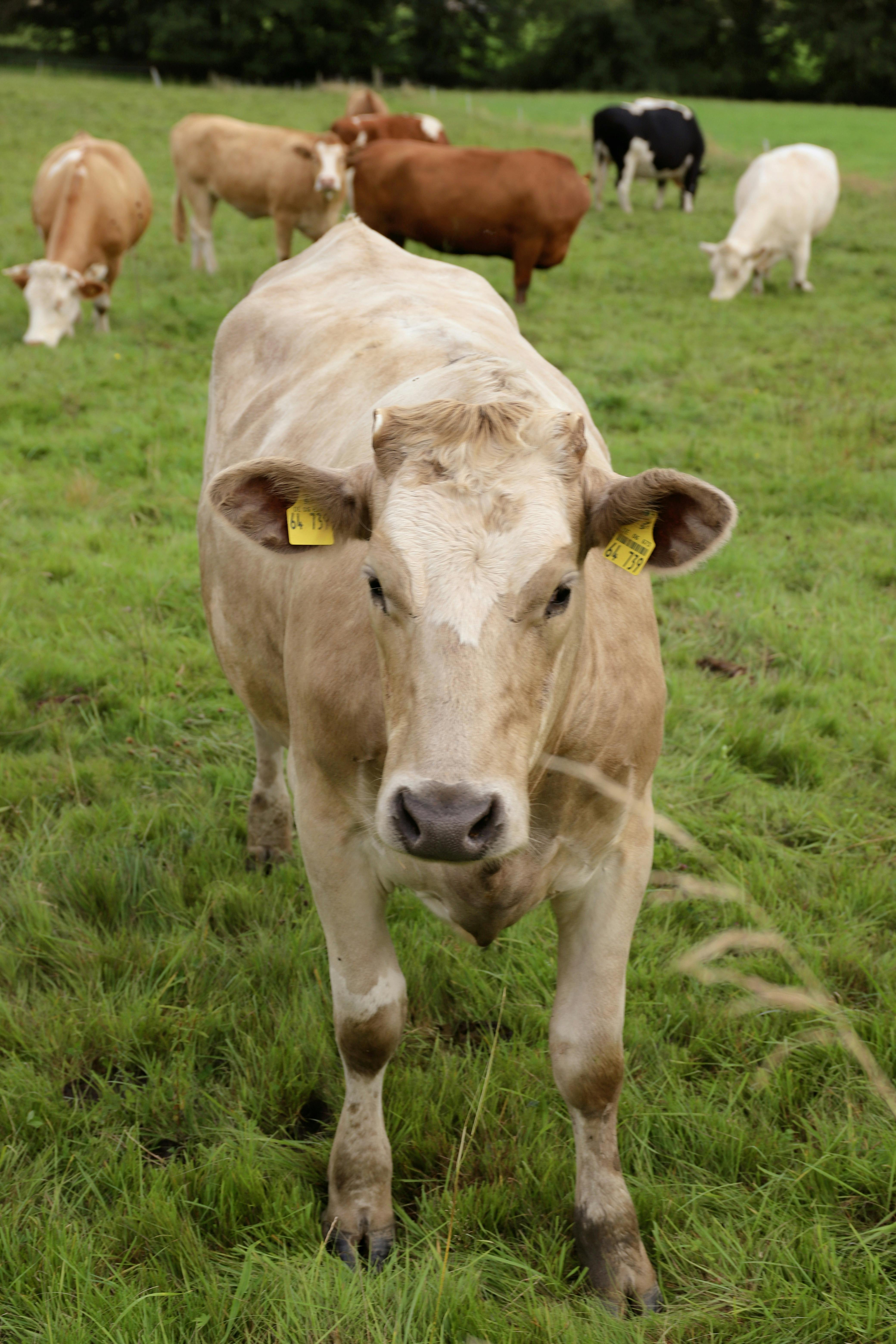 Rind · Free Stock Photo