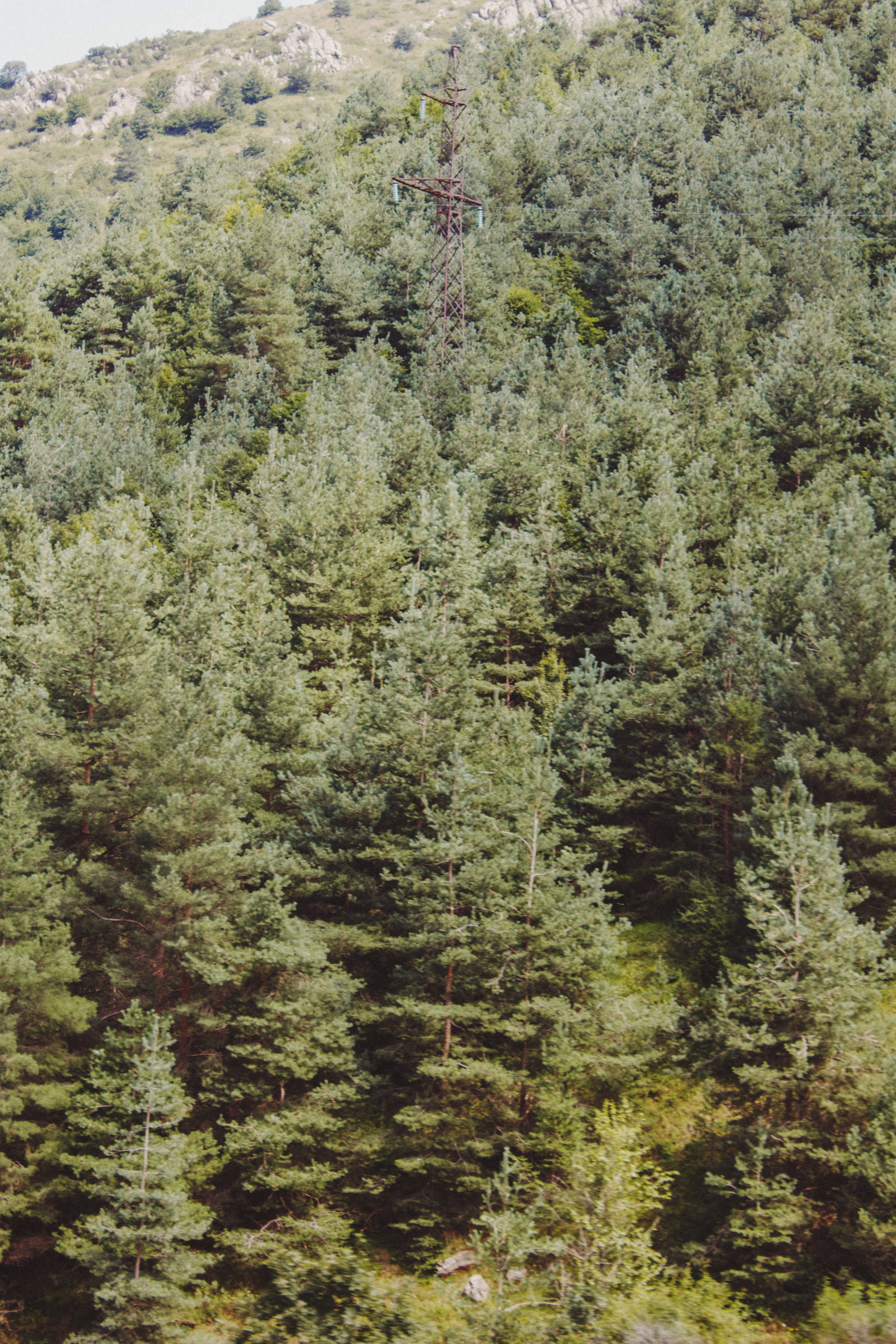 Photography of Man Between Pine Trees · Free Stock Photo