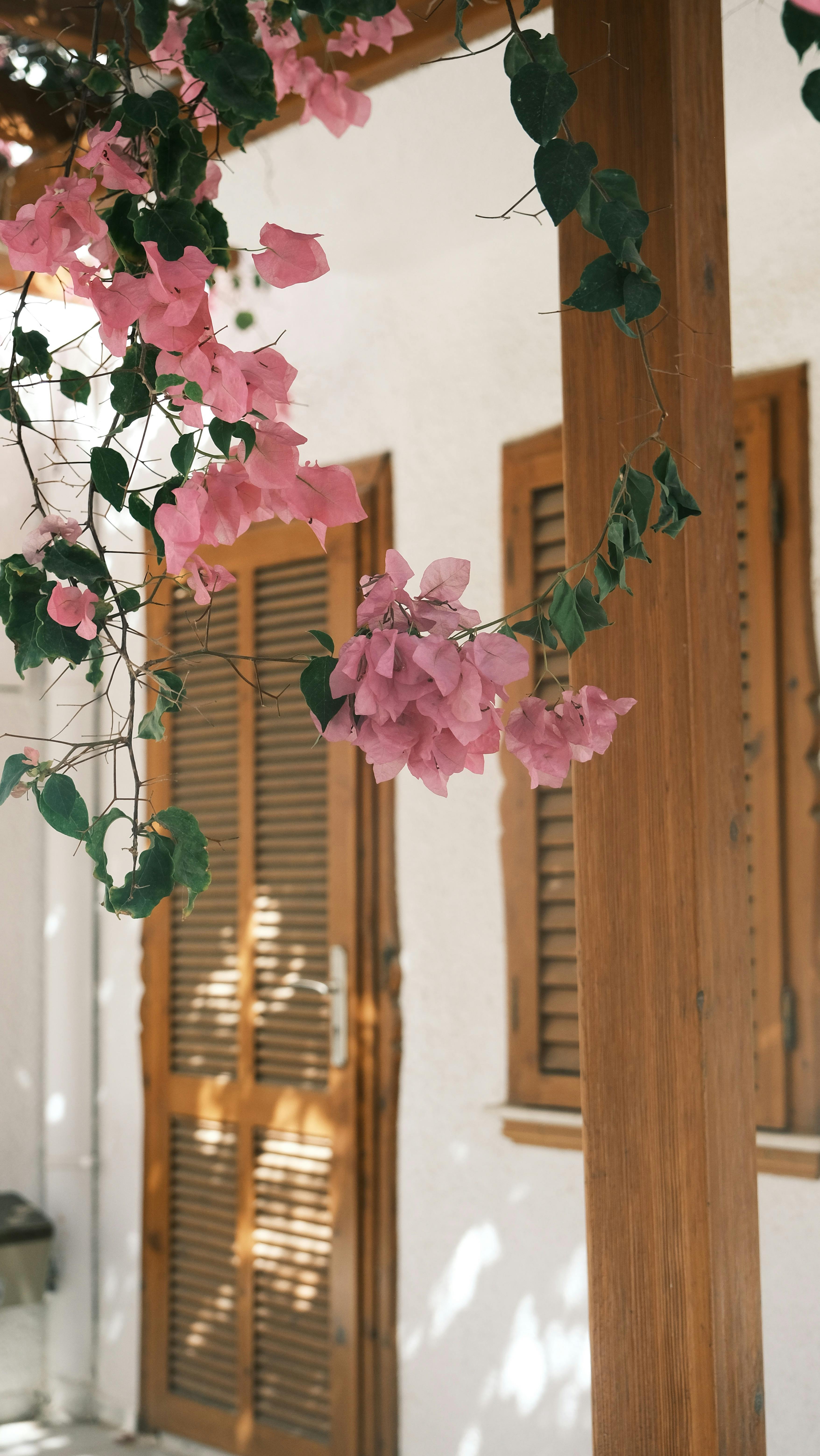 A pink flower hanging from a wooden shutter · Free Stock Photo