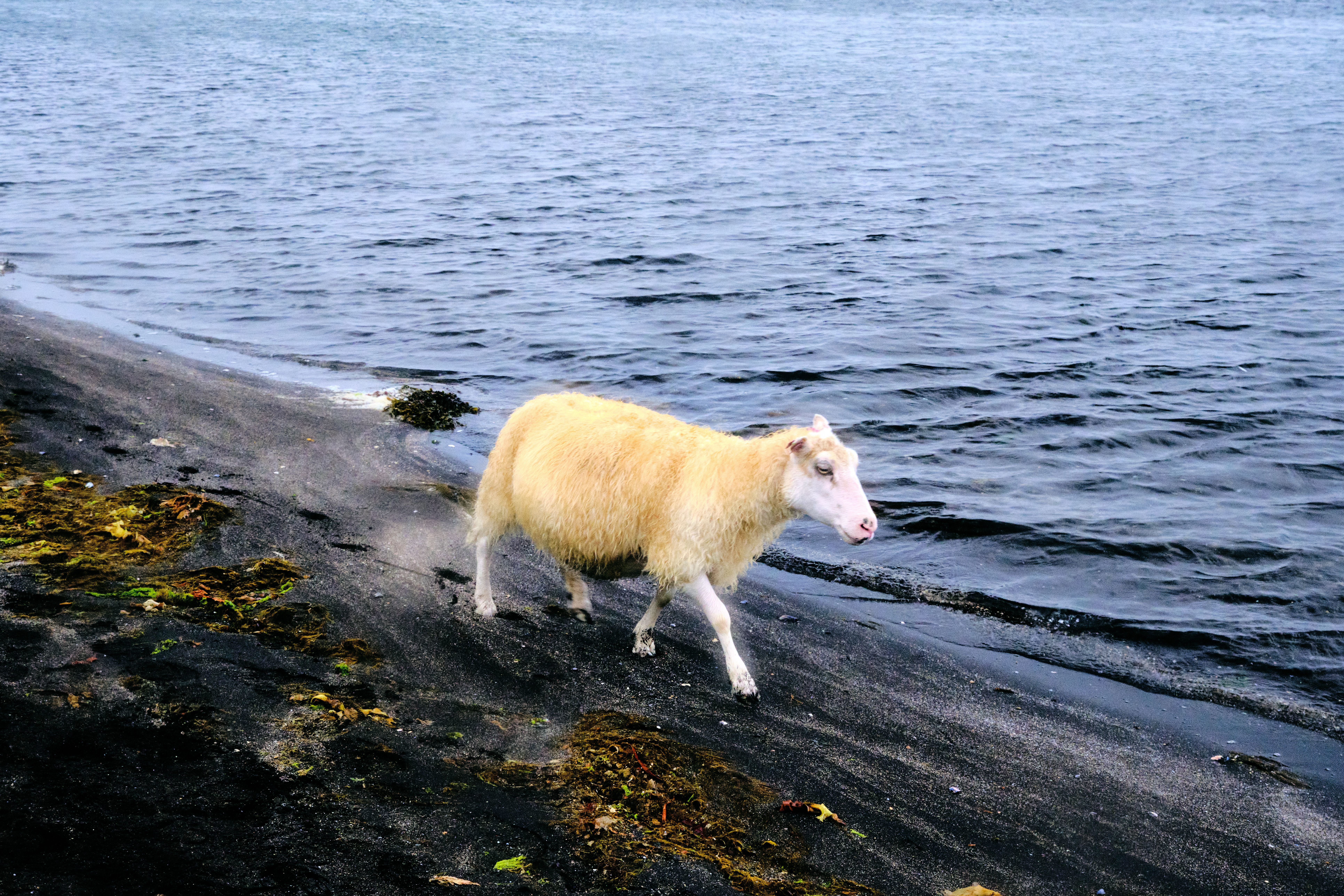 Goat De Water Photos, Download The BEST Free Goat De Water Stock Photos ...