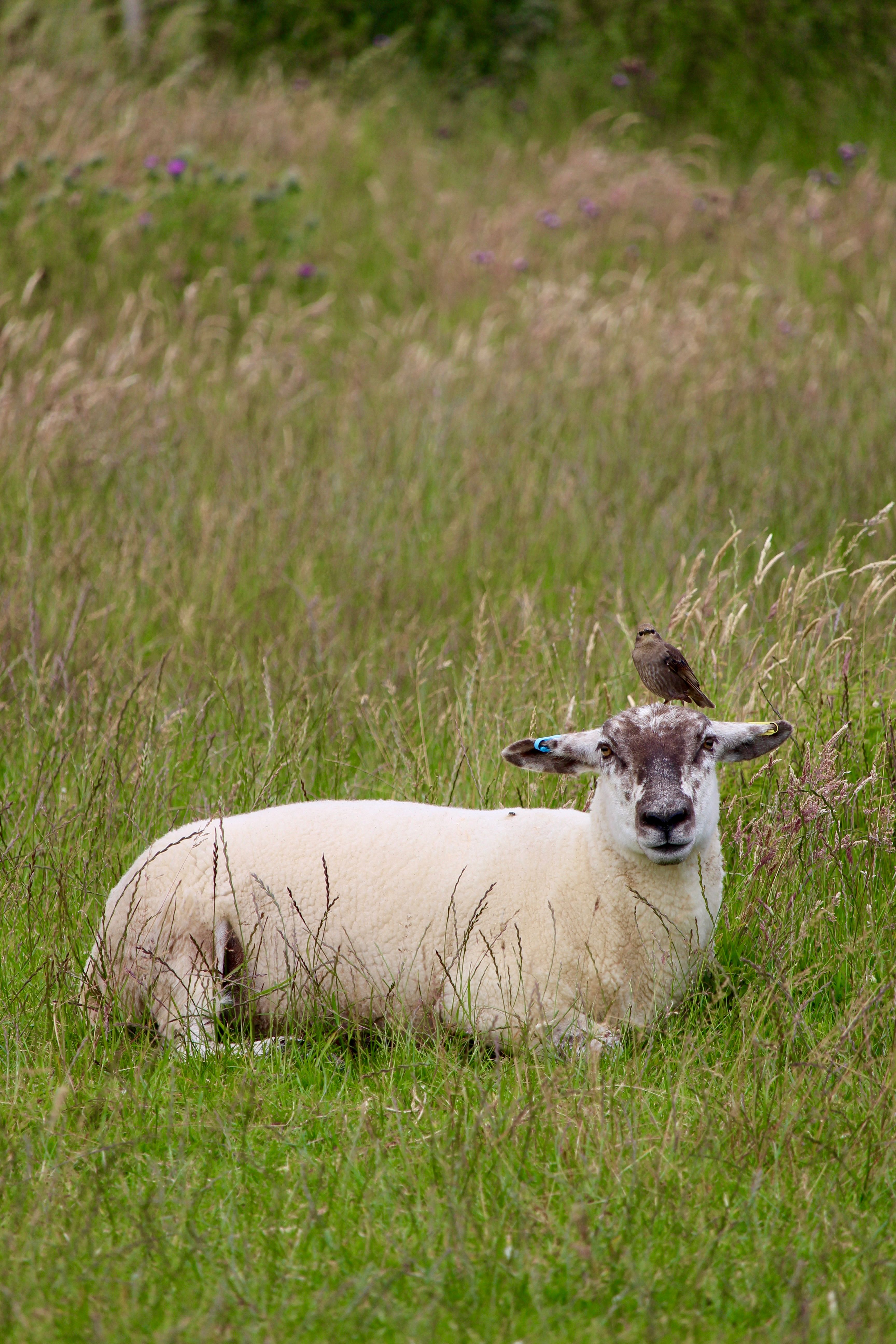 Bird On Sheep Photos, Download The BEST Free Bird On Sheep Stock Photos ...