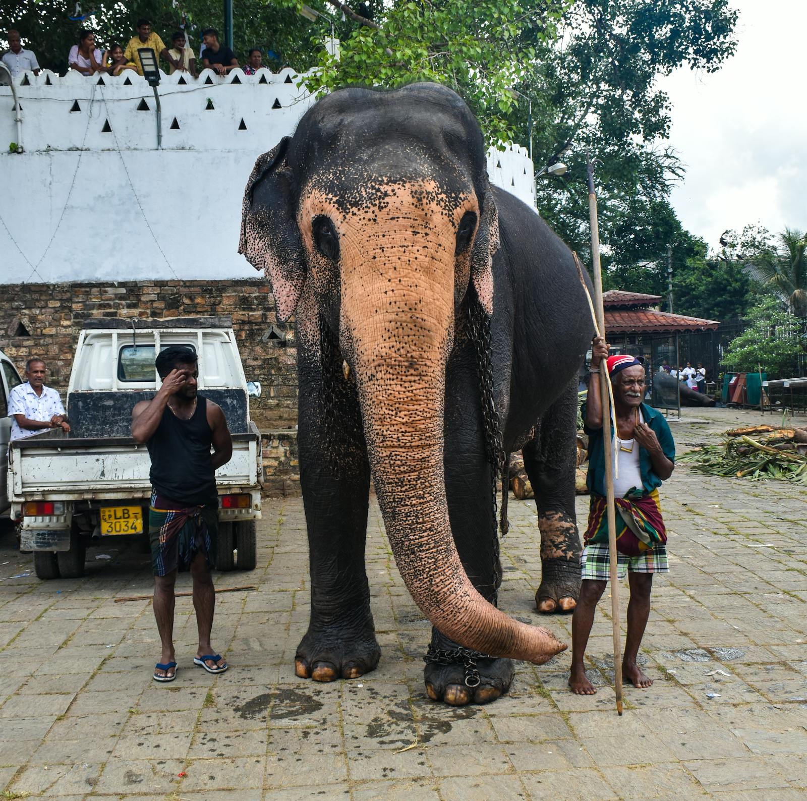 Sri Lanka Elephants Photos, Download The BEST Free Sri Lanka Elephants ...