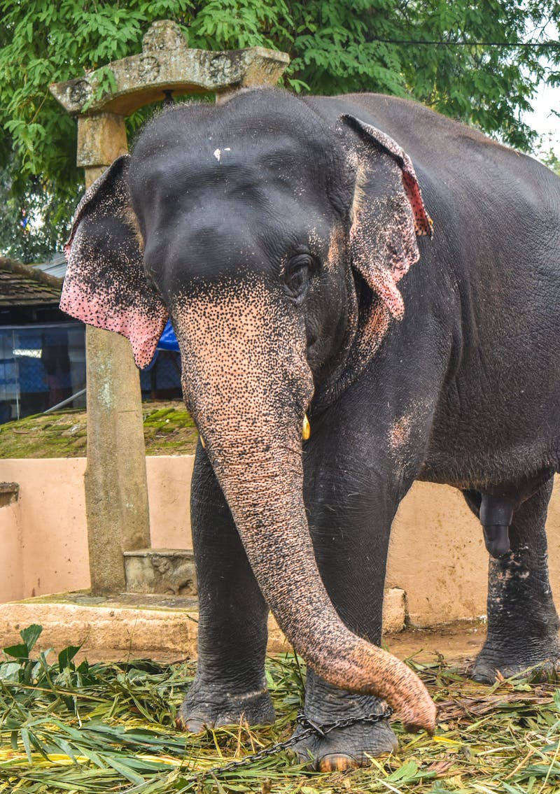 Sri Lanka Elephants Photos, Download The BEST Free Sri Lanka Elephants ...