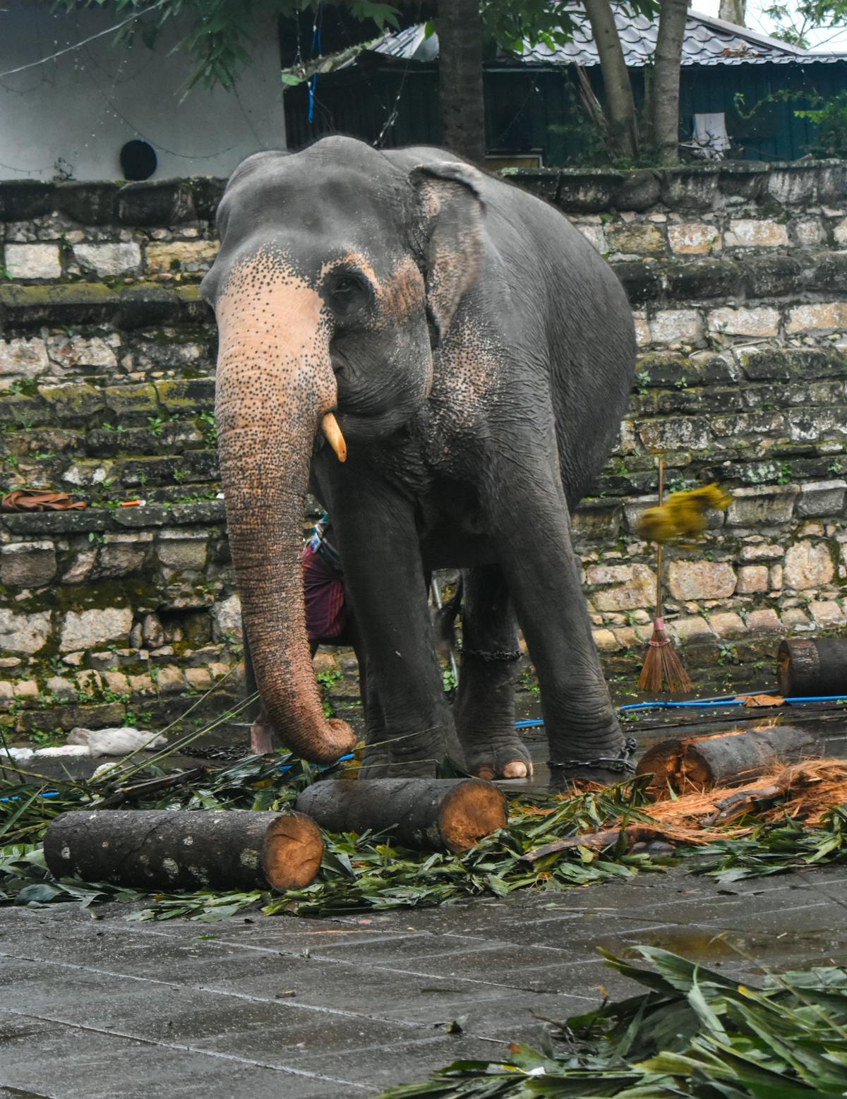 Sri Lankan Esala Perahara Photos, Download The BEST Free Sri Lankan ...