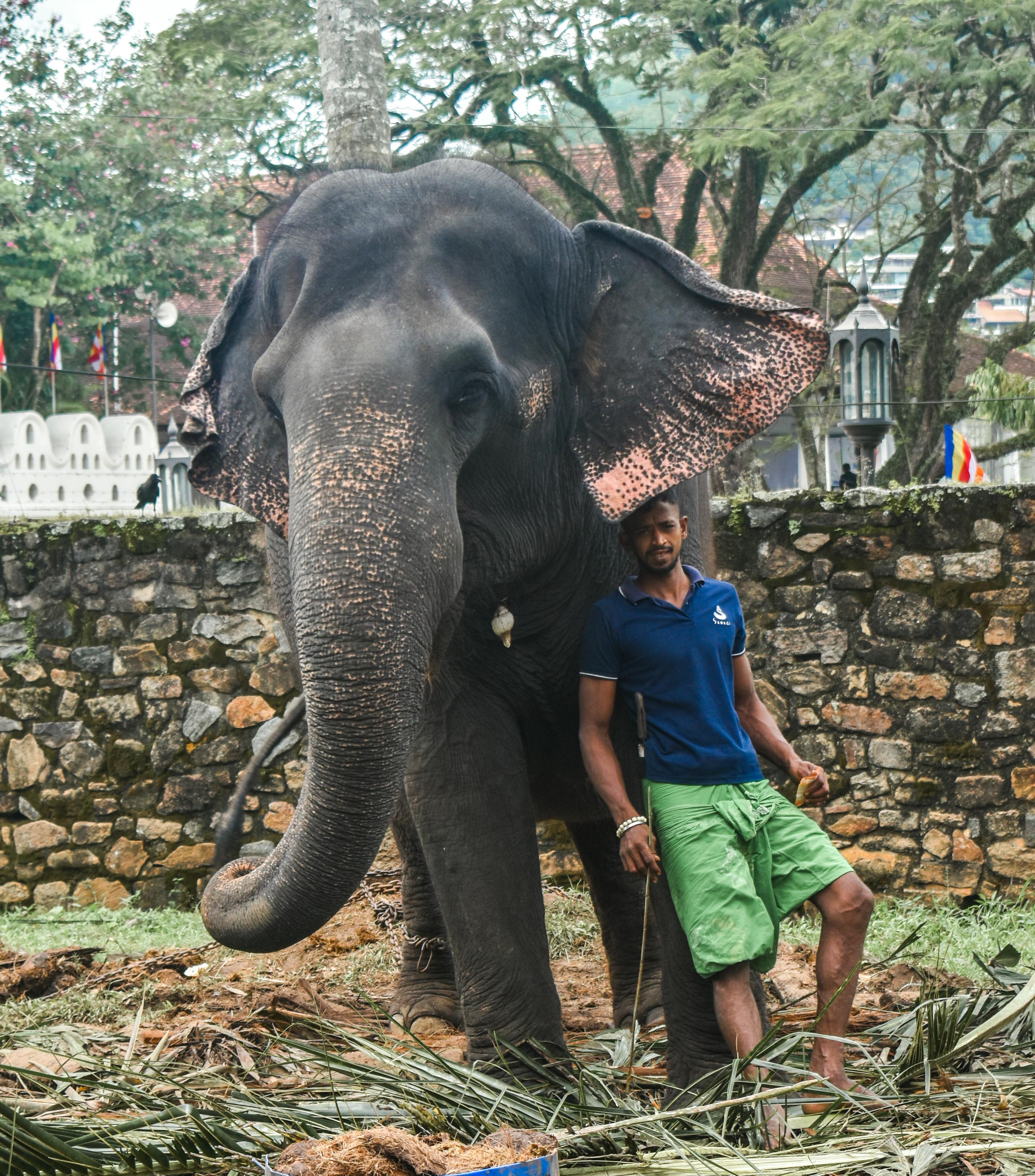 Capturing the Beauty of Sri Lankan Domestic Elephants During the Kandy ...