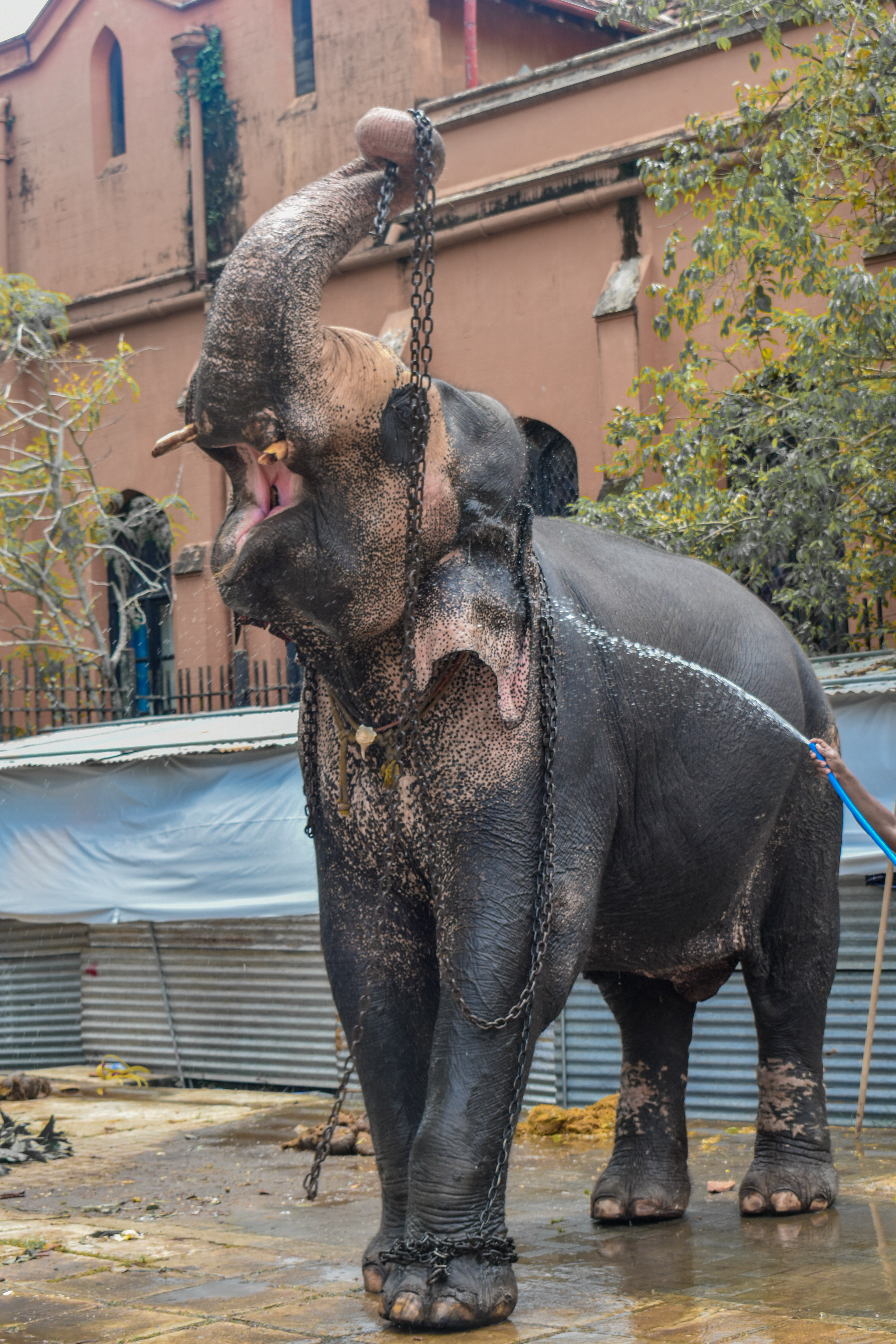 Capturing the Beauty of Sri Lankan Domestic Elephants During the Kandy ...