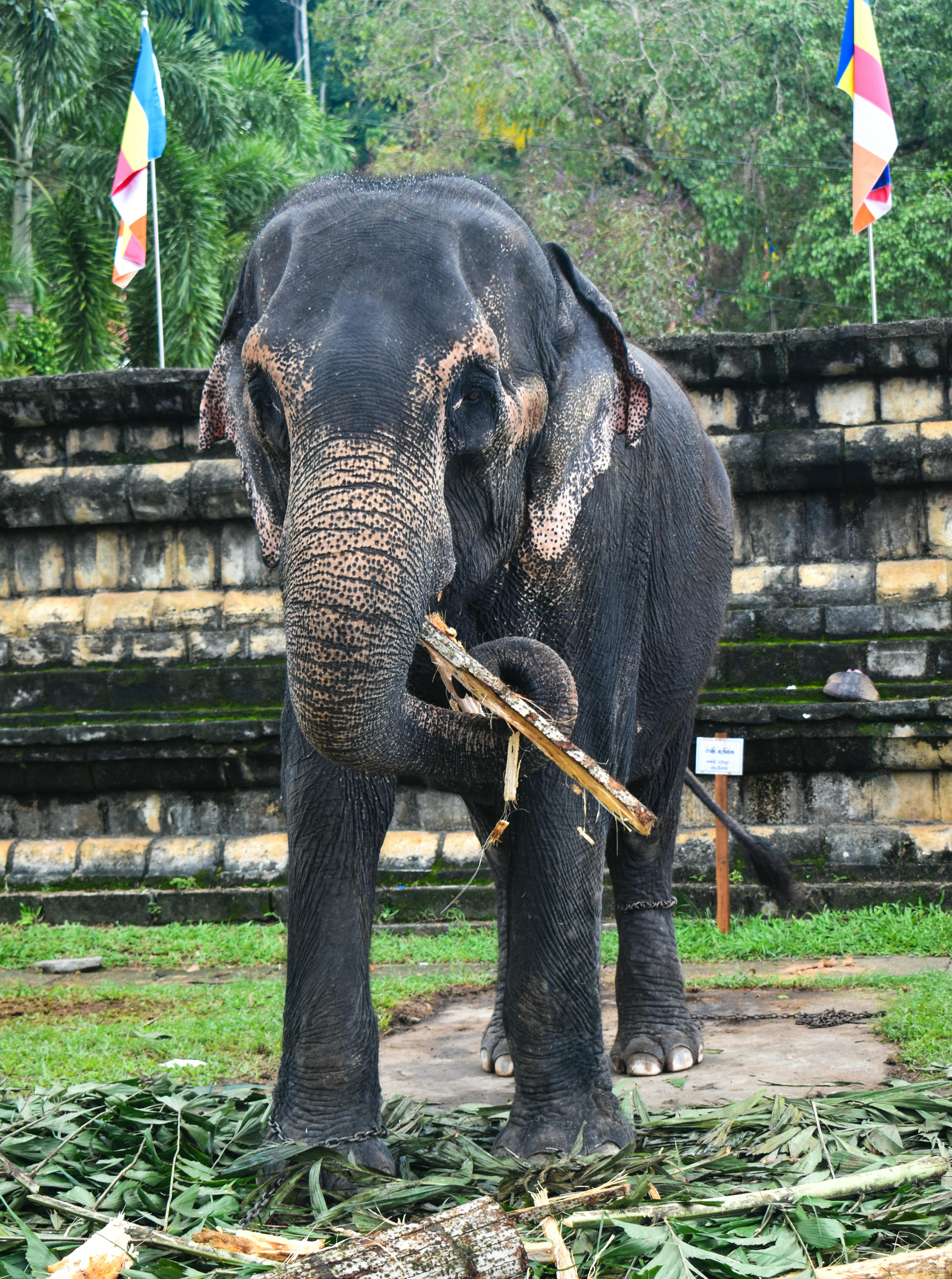 Sri Dalada Maligawa Photos, Download The BEST Free Sri Dalada Maligawa ...