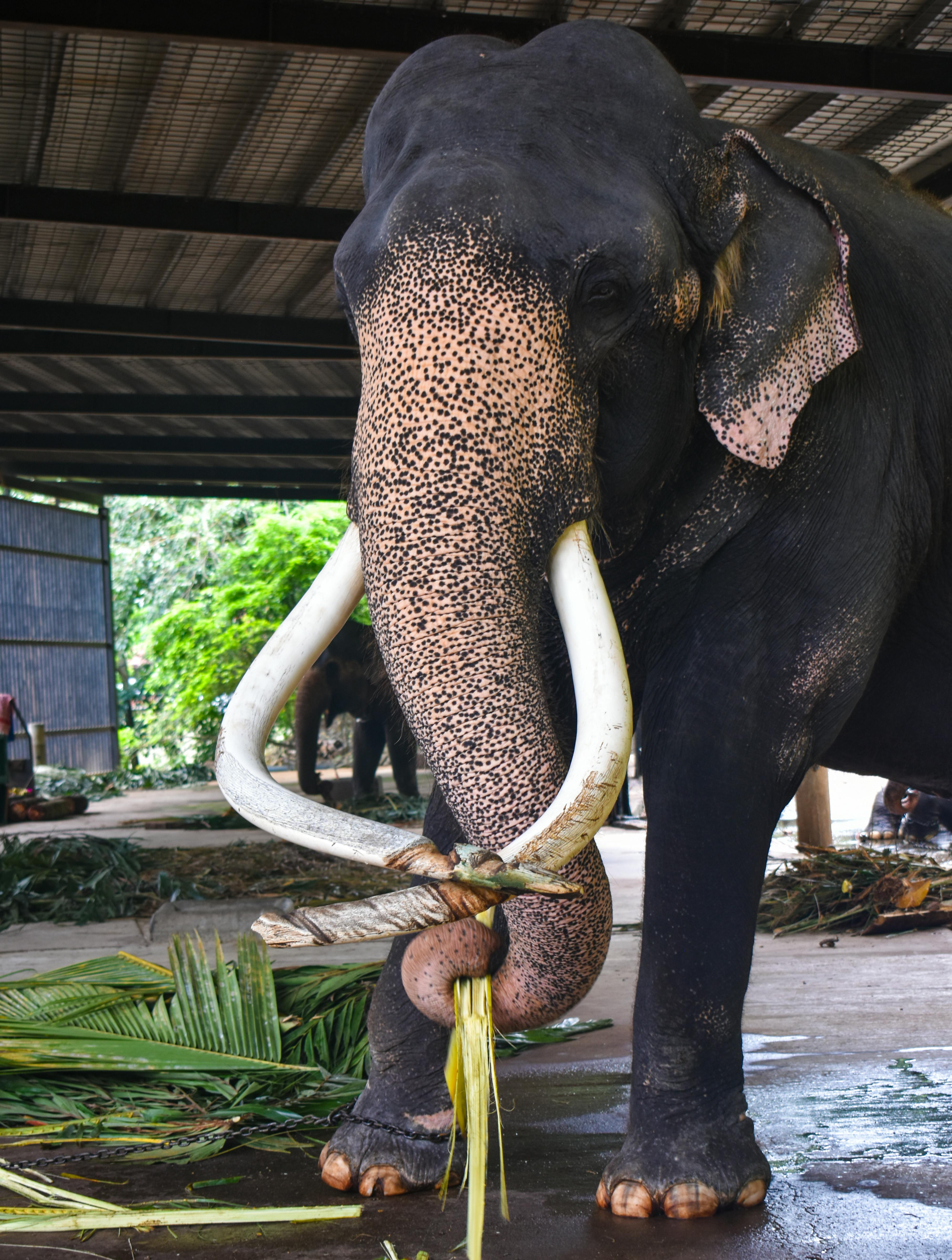 Capturing the Beauty of Sri Lankan Domestic Elephants During the Kandy ...