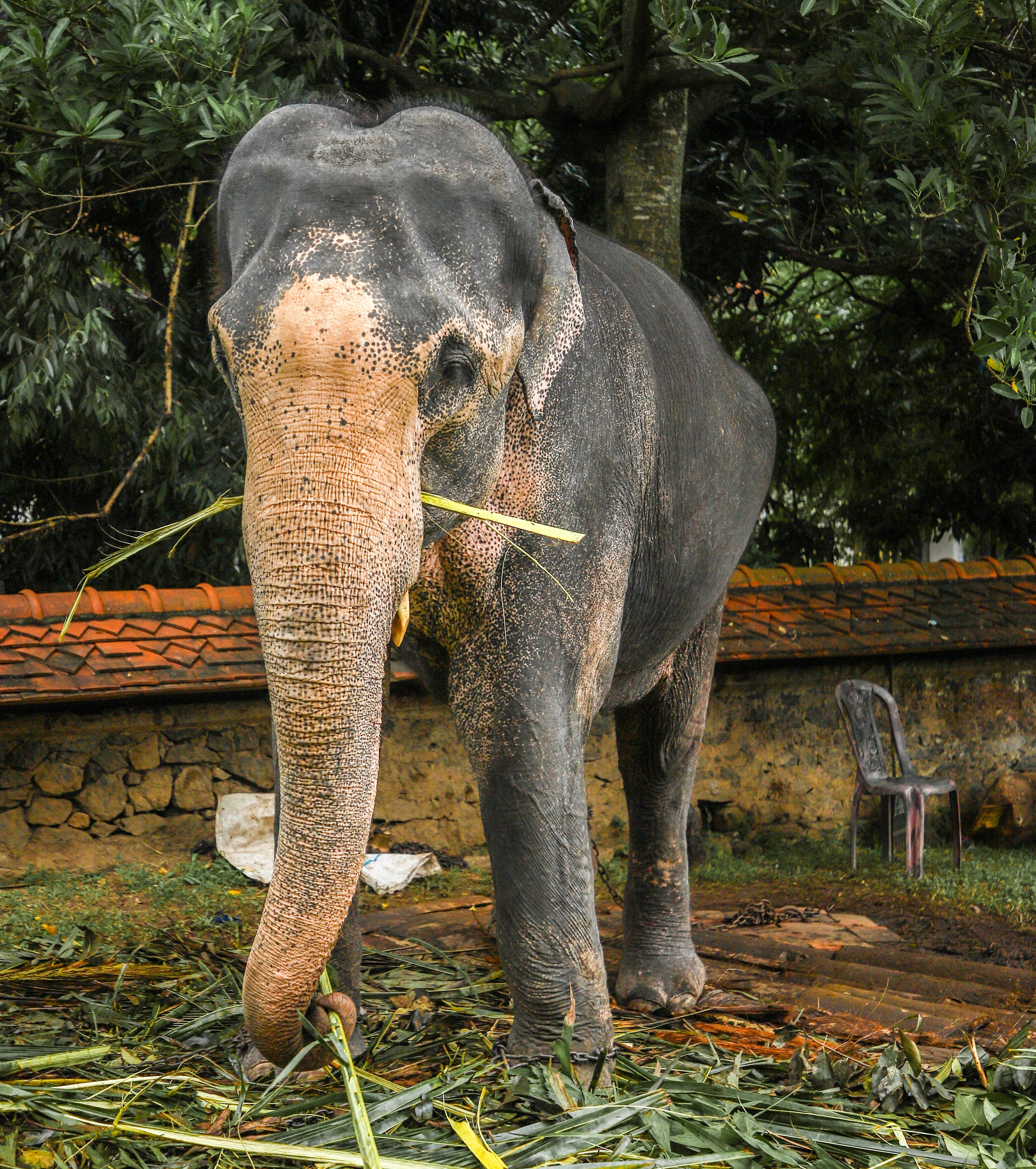 Capturing the Beauty of Sri Lankan Domestic Elephants During the Kandy ...