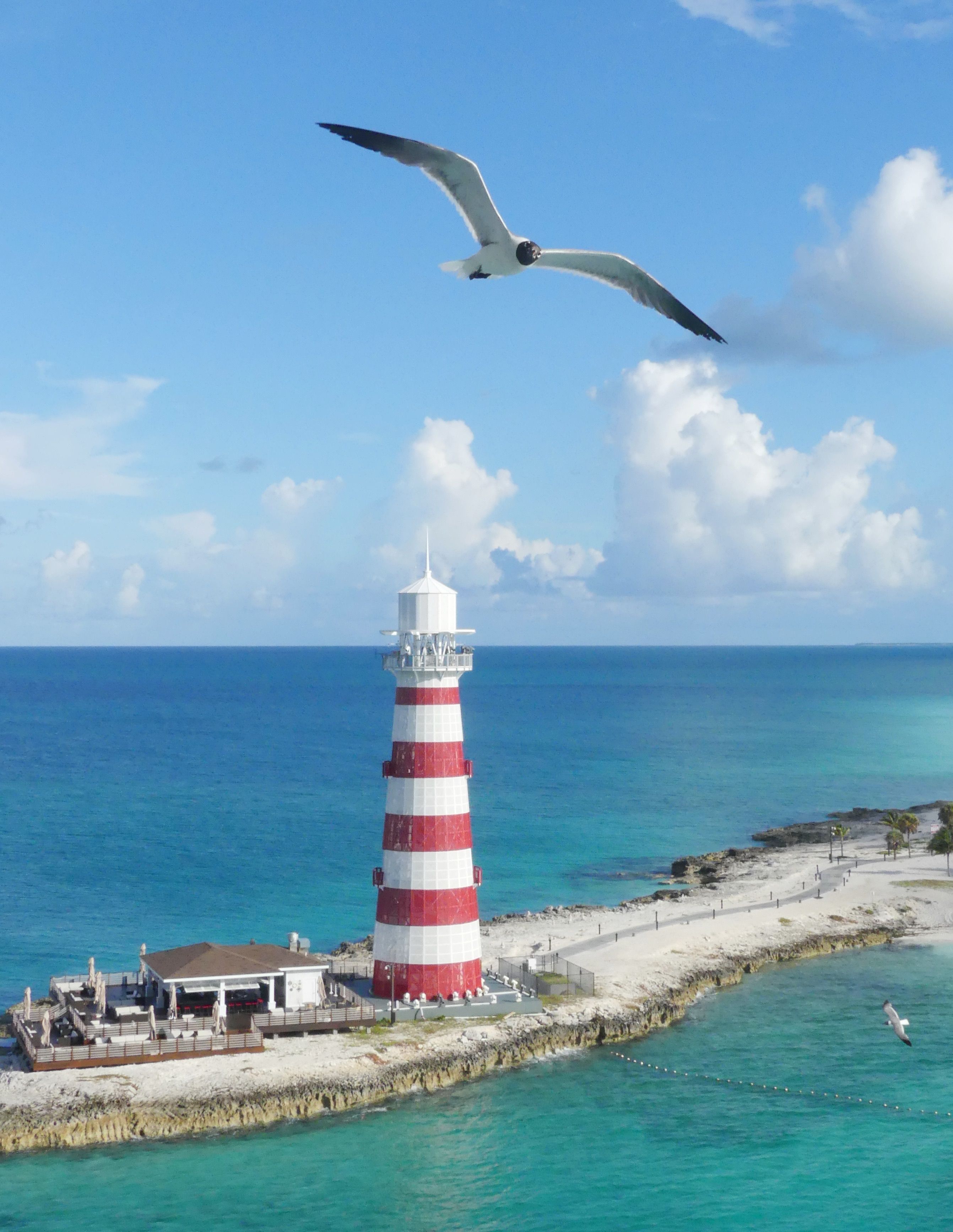A seagull flies over a lighthouse and a body of water · Free Stock Photo