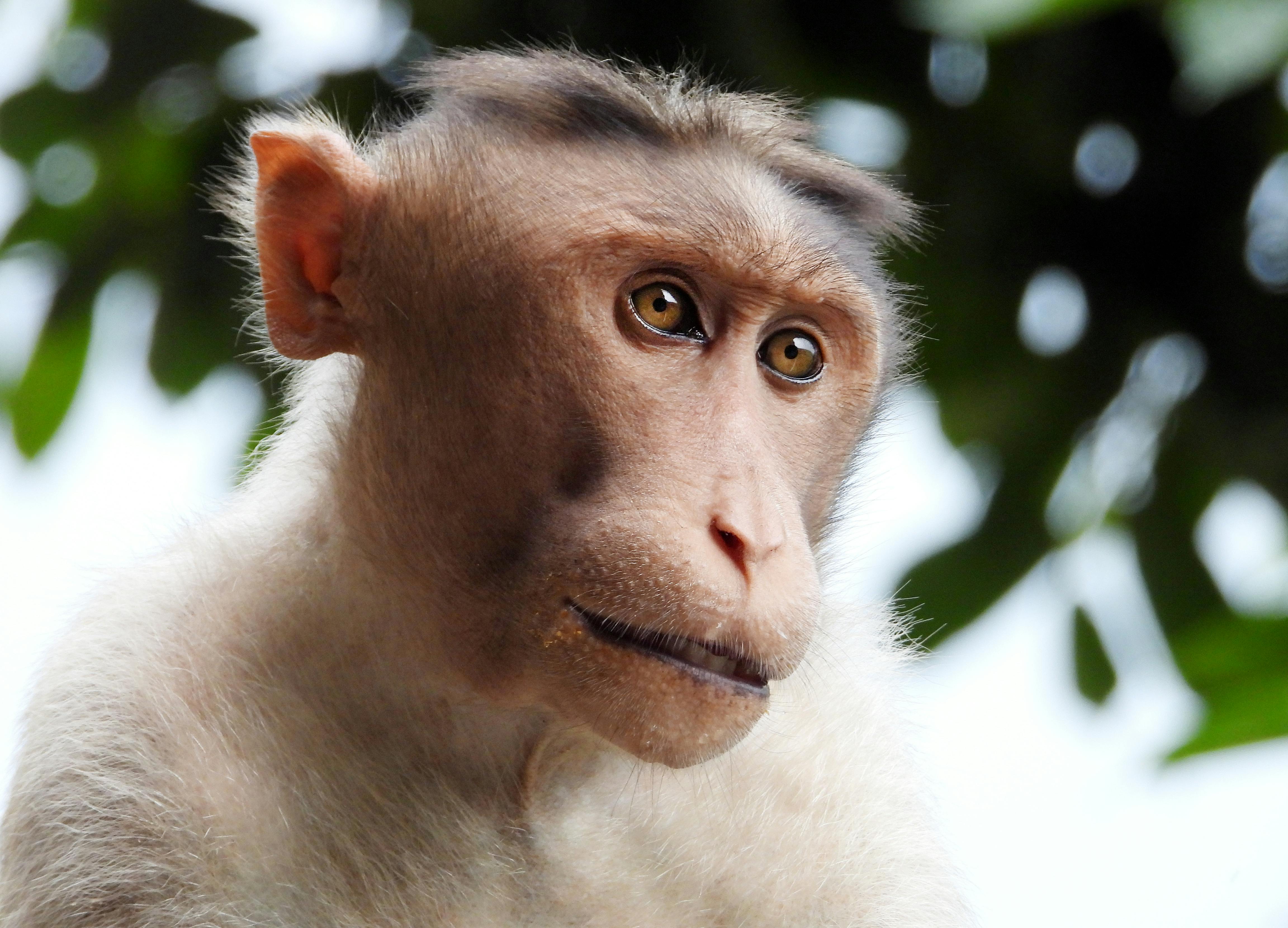 Macaca Fascicularis: Simple Guide to Biology & Ecology