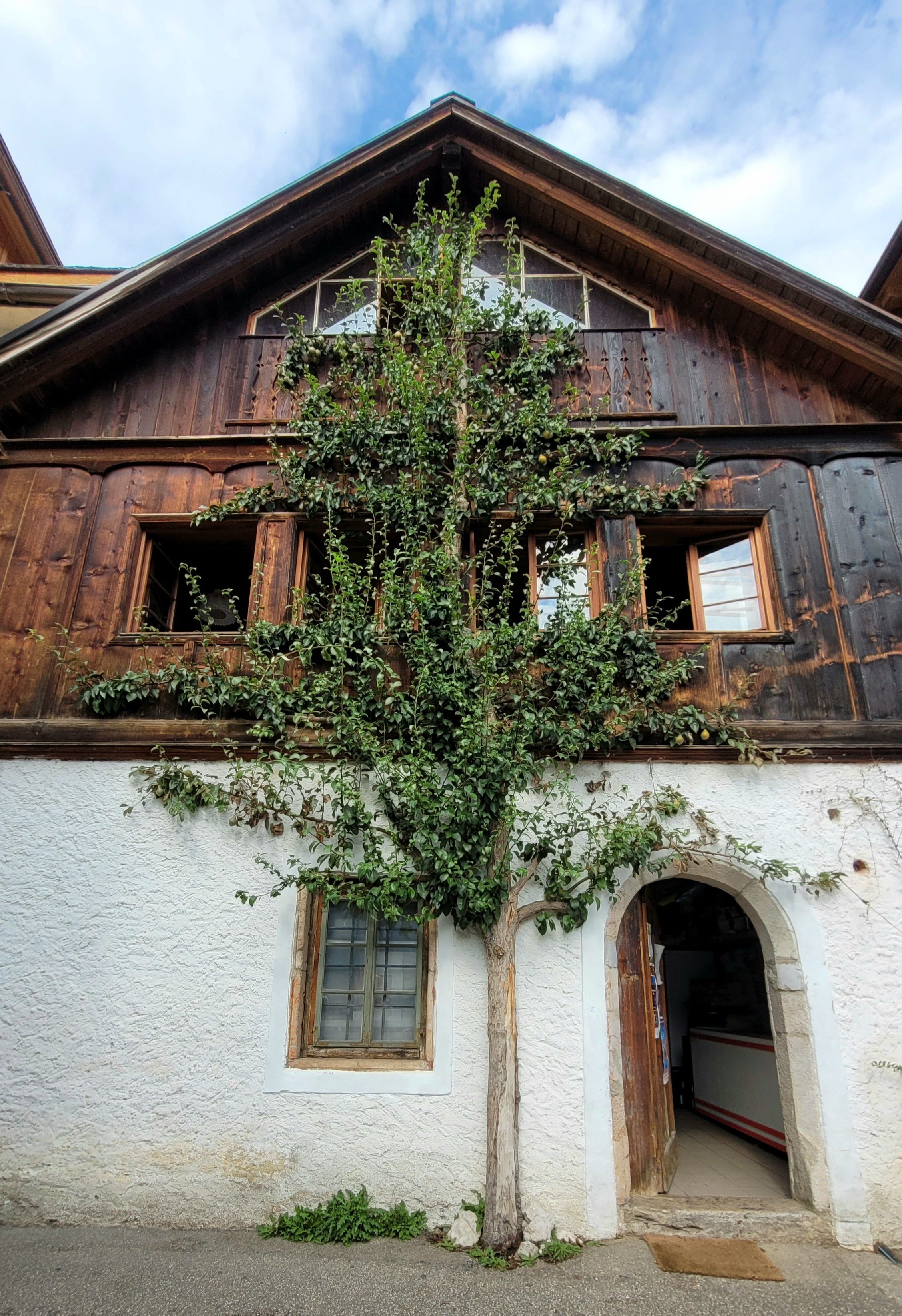 A tree growing out of the side of a house · Free Stock Photo