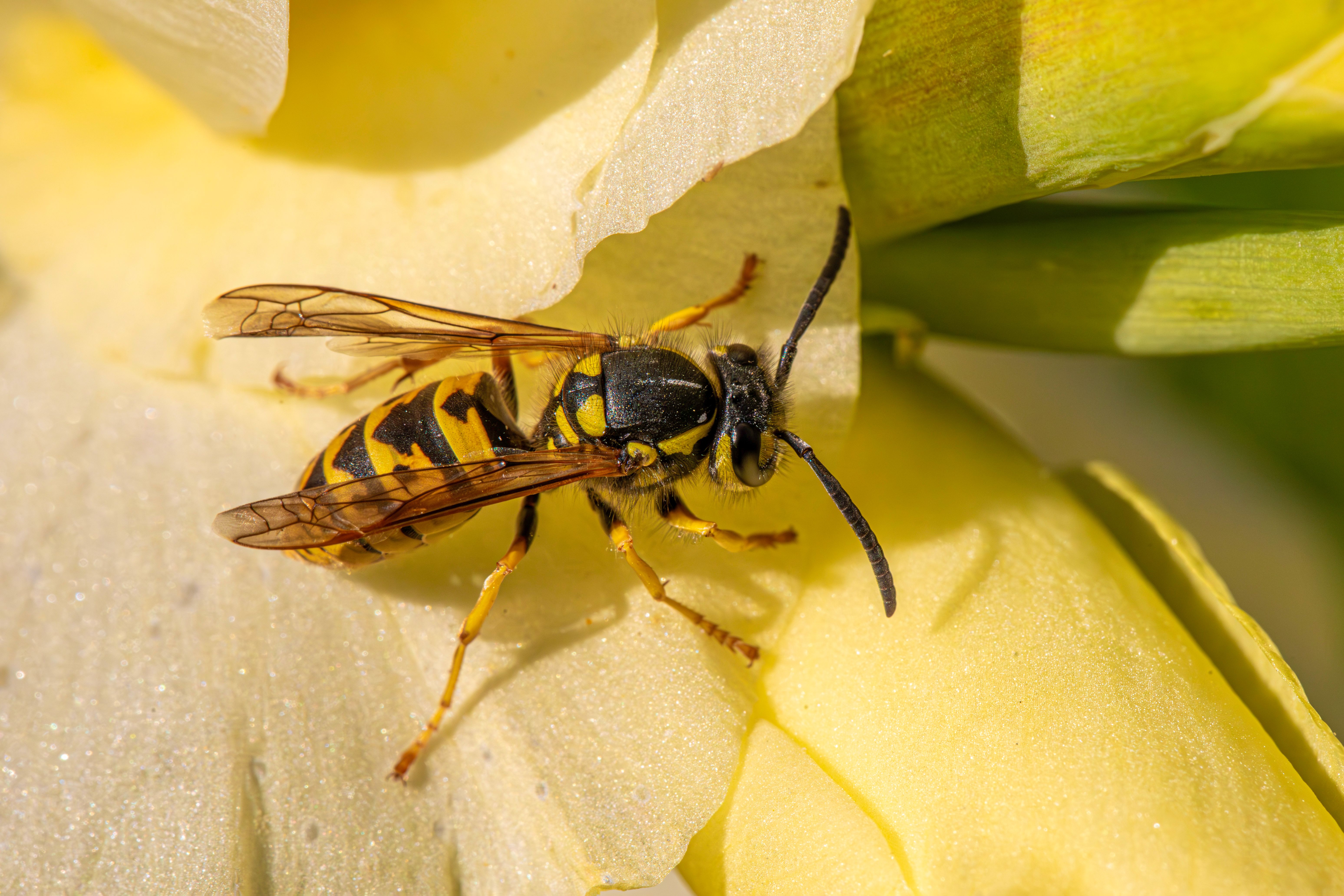 European Yellowjacket Photos, Download The BEST Free European ...