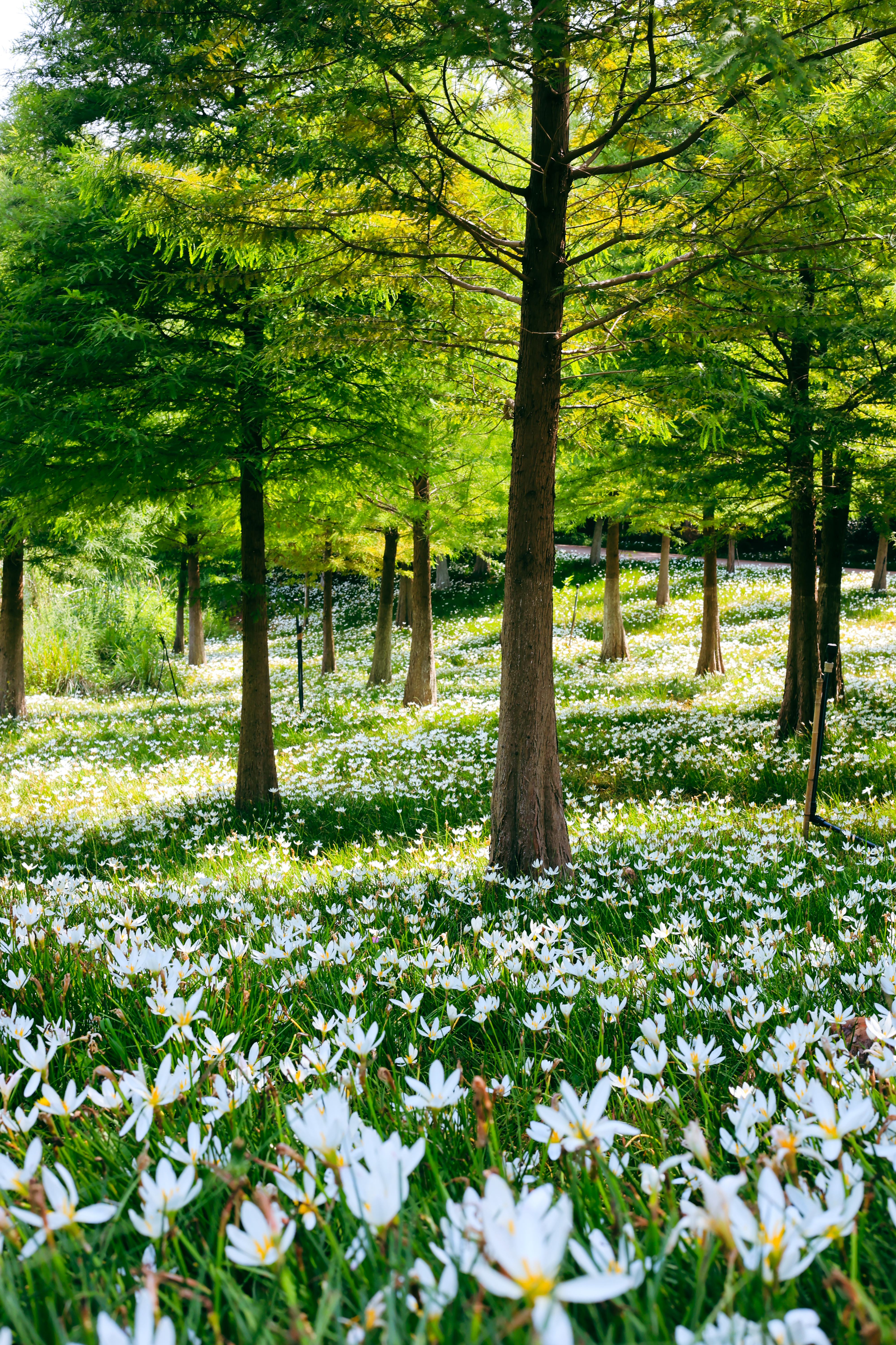 A field of white flowers with trees in the background · Free Stock Photo