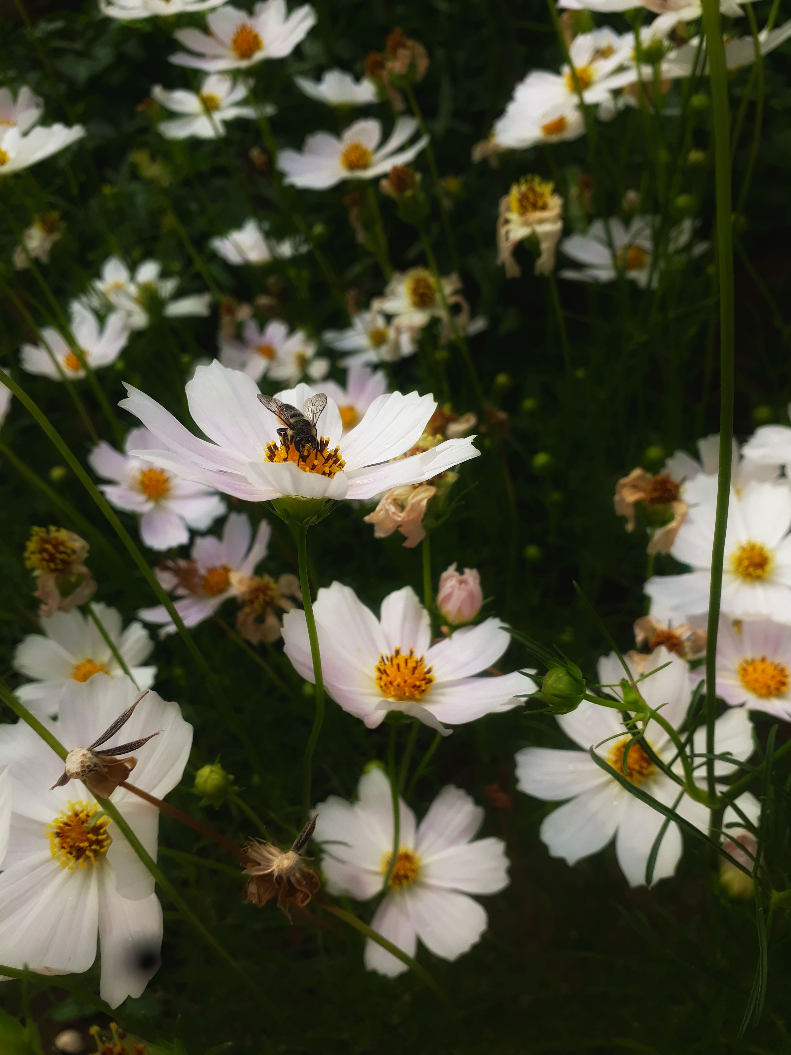 Close Up of Flowers · Free Stock Photo