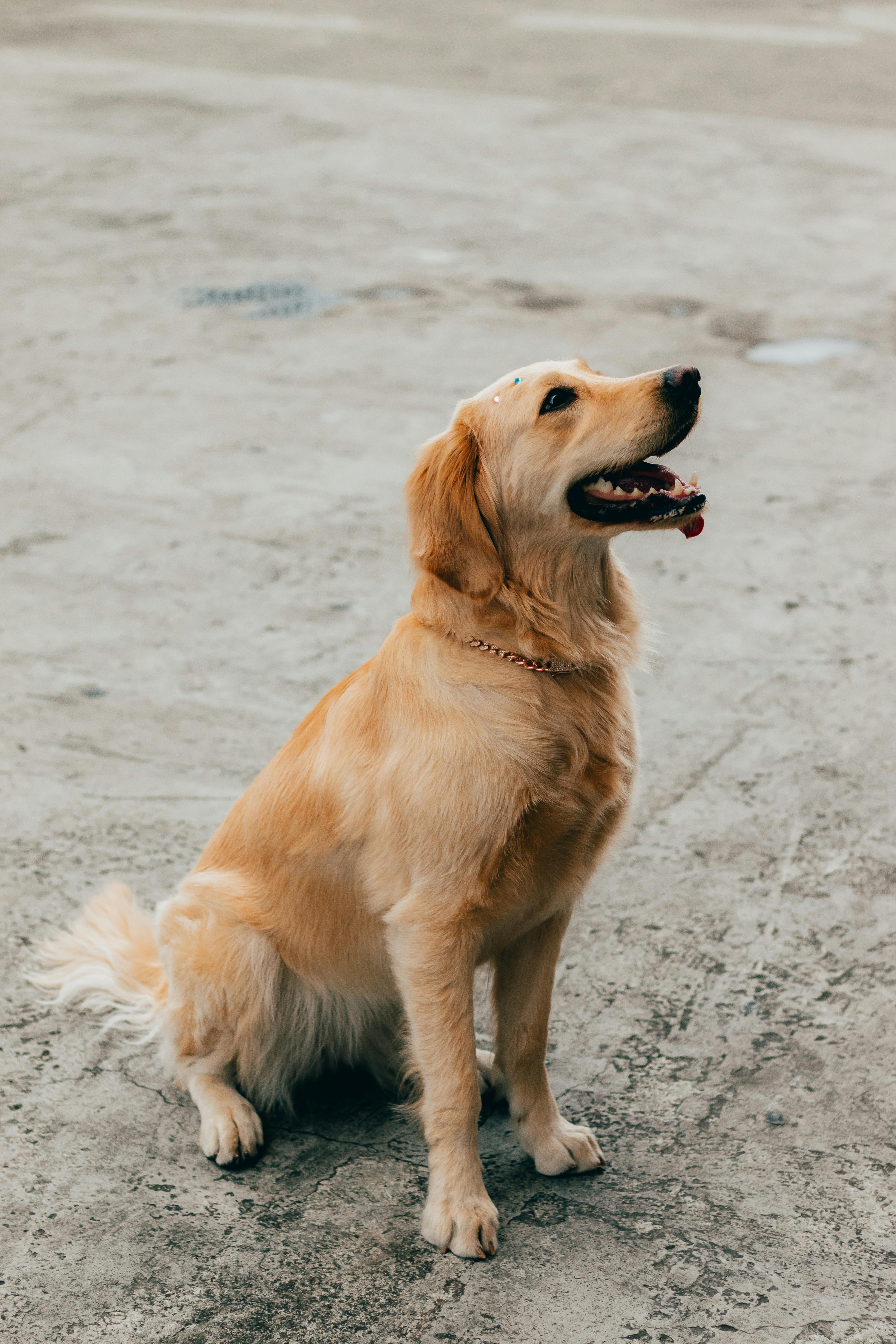 Foto de stock gratuita sobre @al aire libre, abrigo amarillo, adorable ...