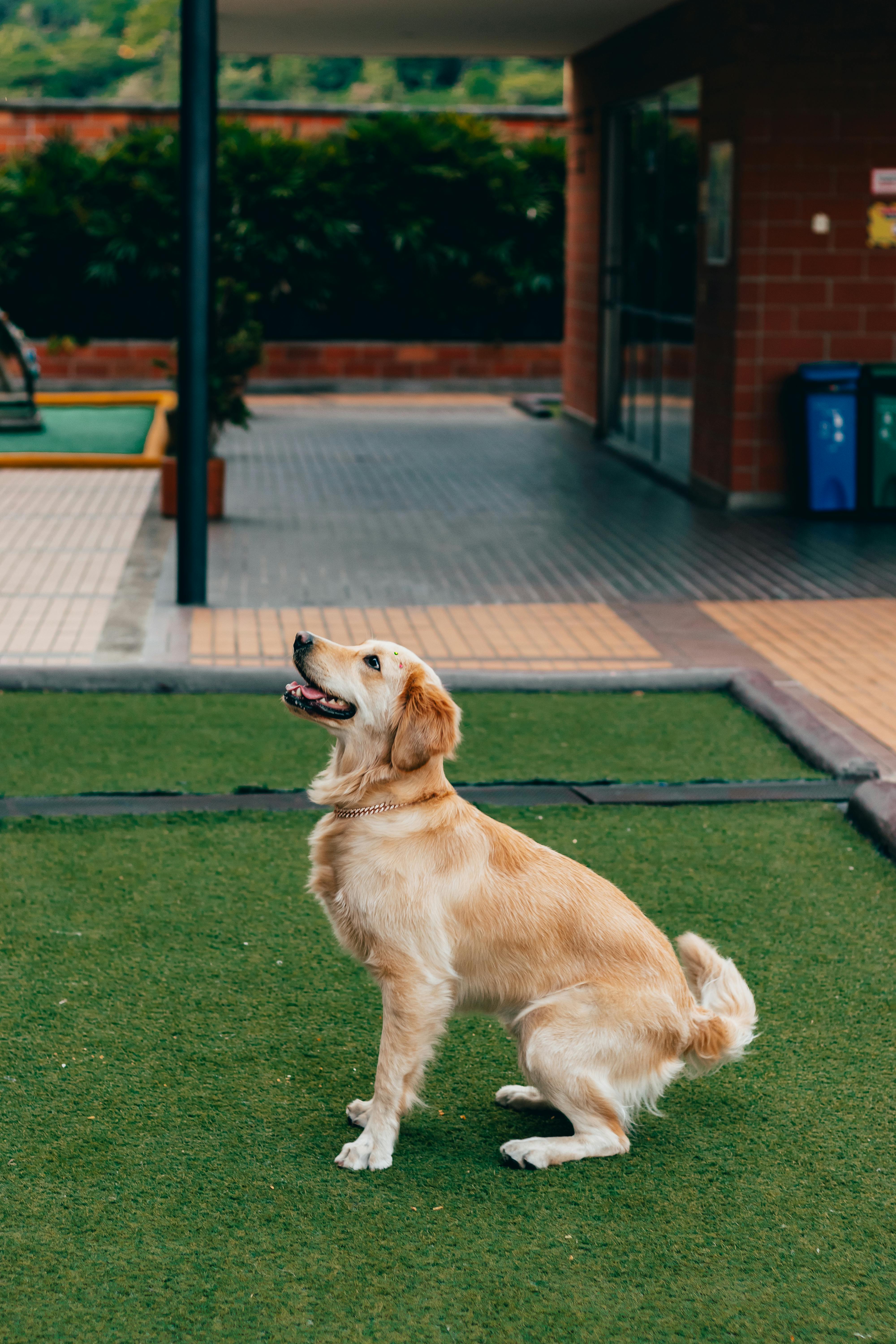 Foto de stock gratuita sobre adorable, al aire libre, alegre, amante de ...
