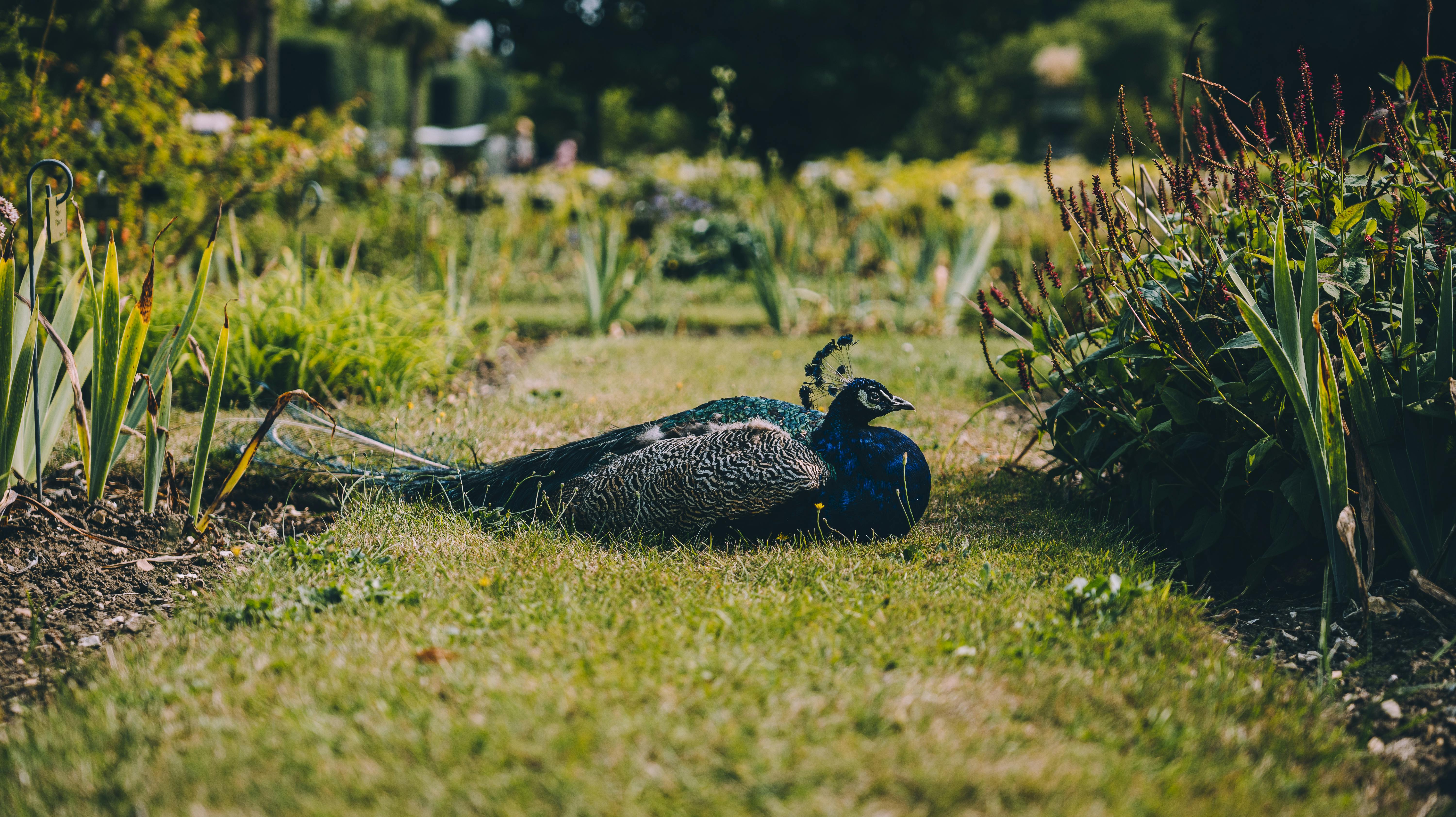 Discovering Animals in France: A Diverse Wildlife Heritage