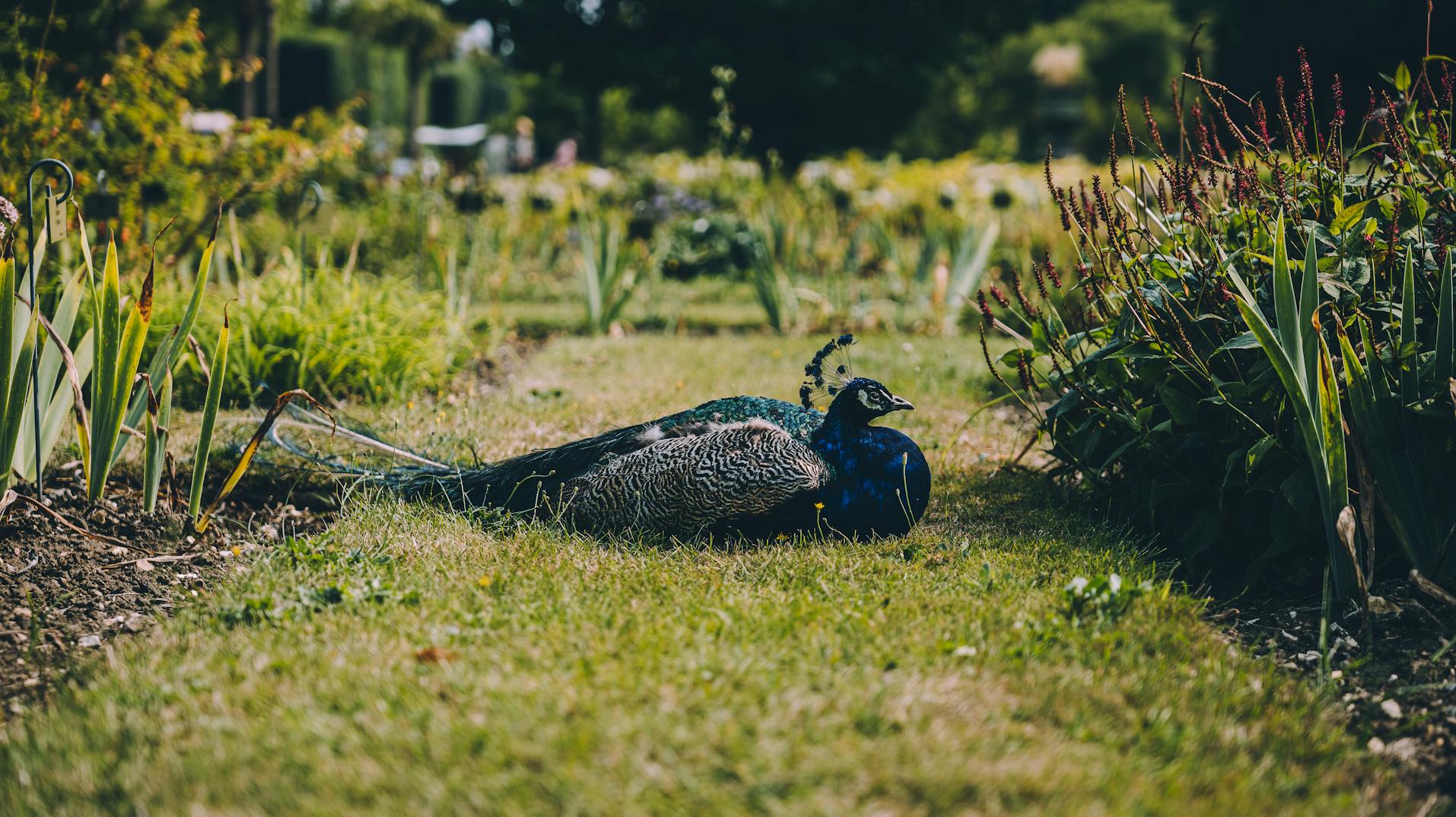 Discovering Animals in France: A Diverse Wildlife Heritage