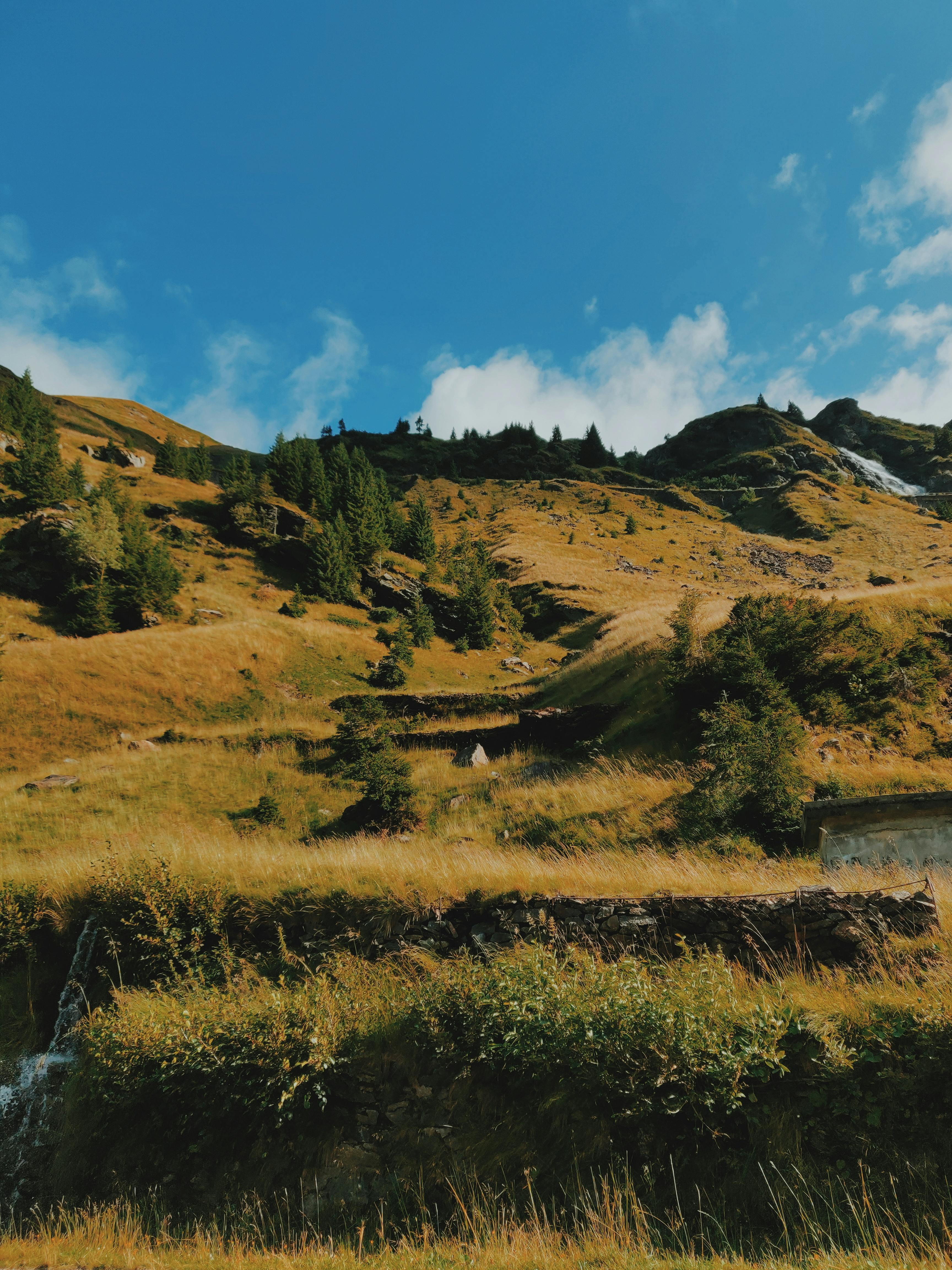 Trees Surrounded by Green Grass Field during Daytime · Free Stock Photo