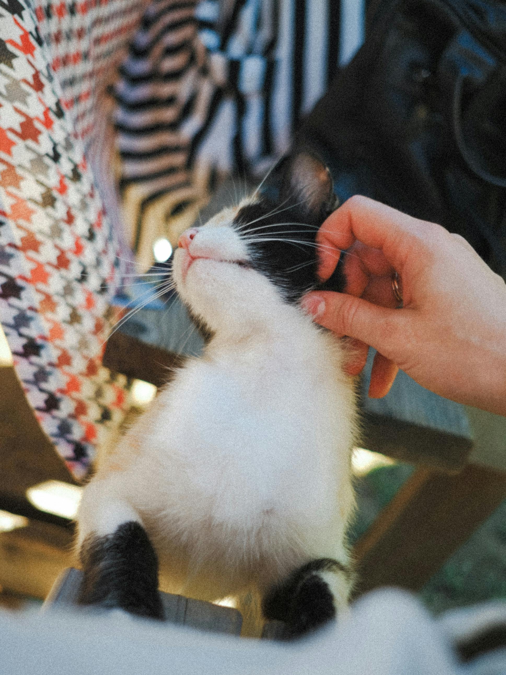 Person Holding Cat · Free Stock Photo