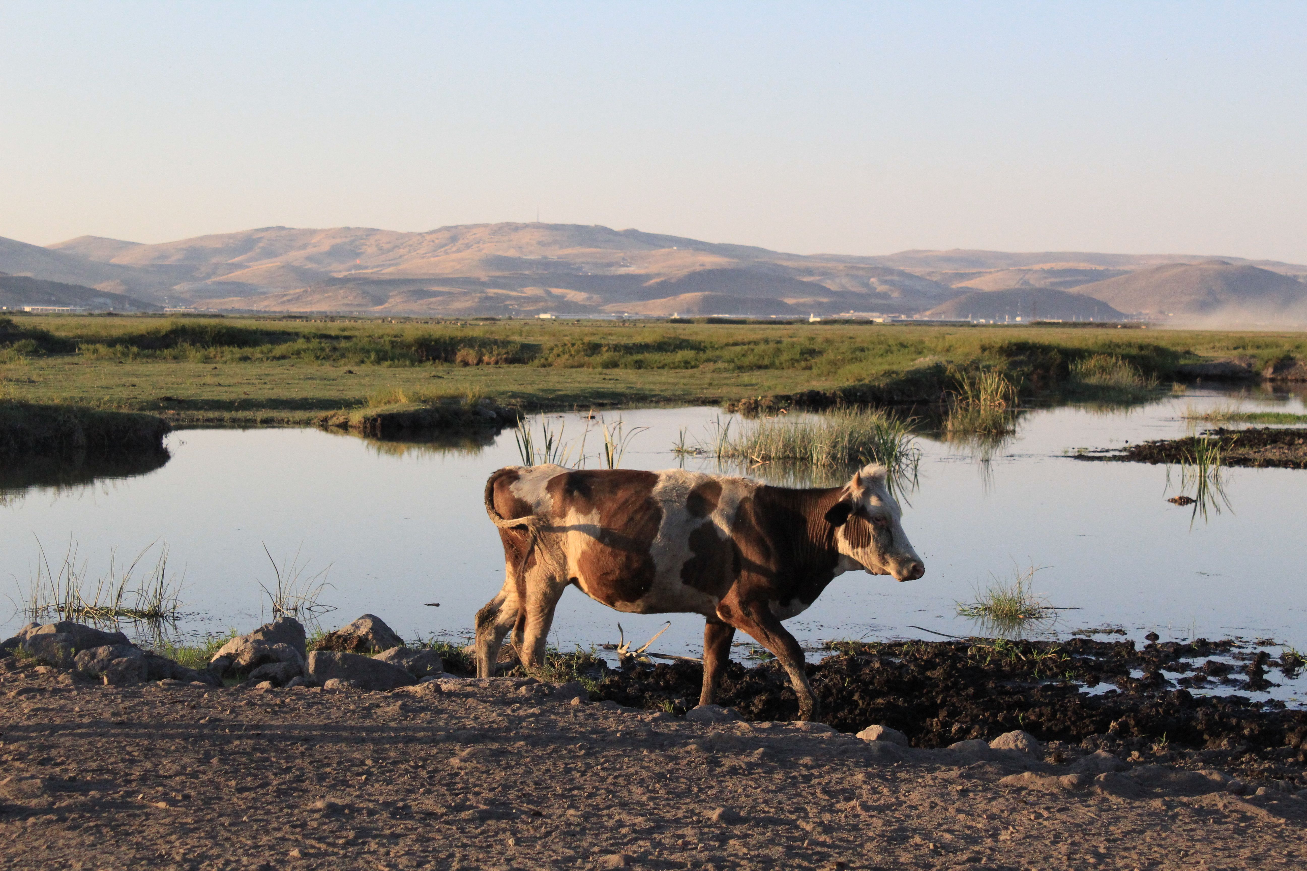 A cow is walking across a body of water · Free Stock Photo