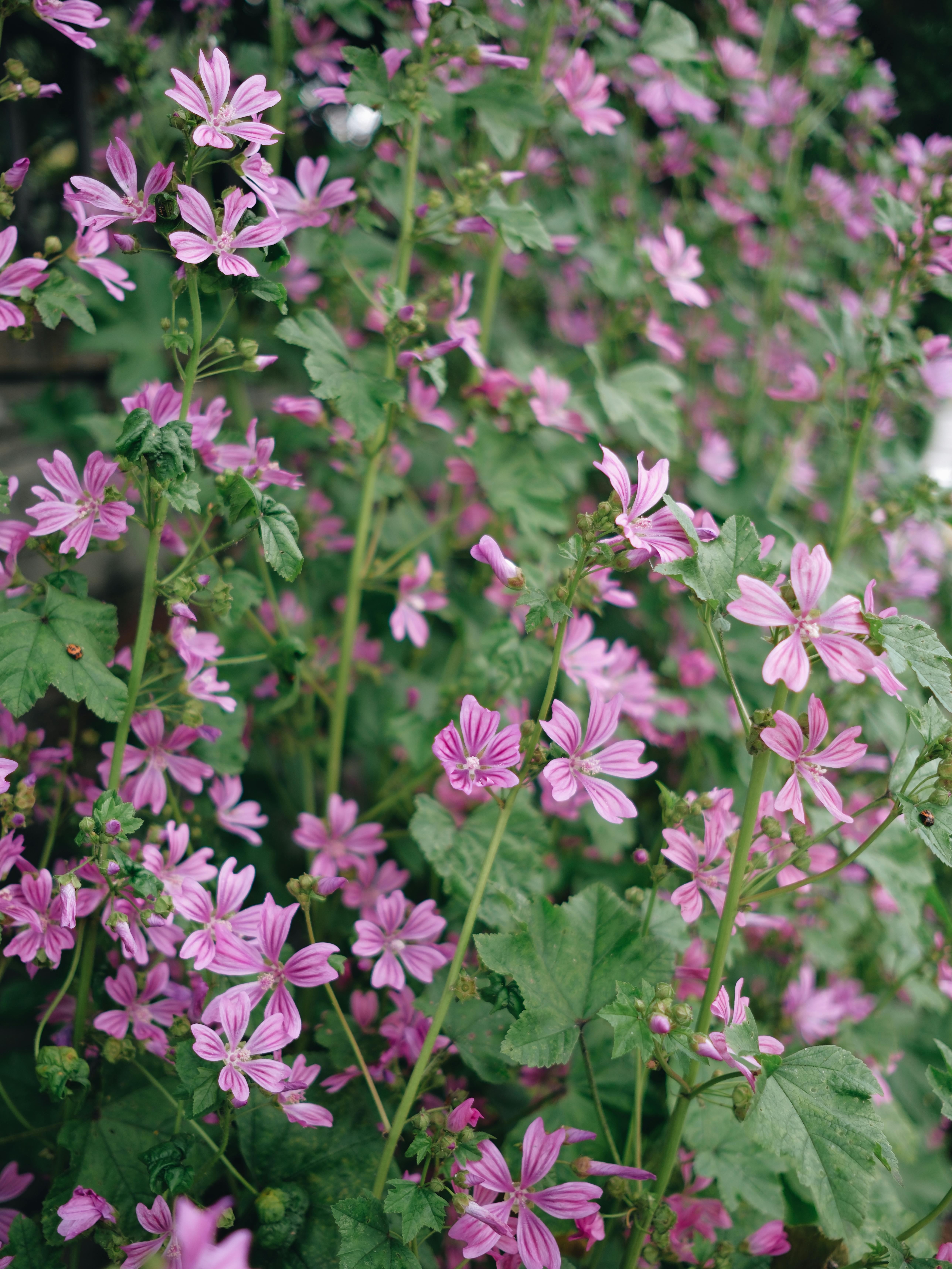 Aerial Photo of Pink Flowers · Free Stock Photo