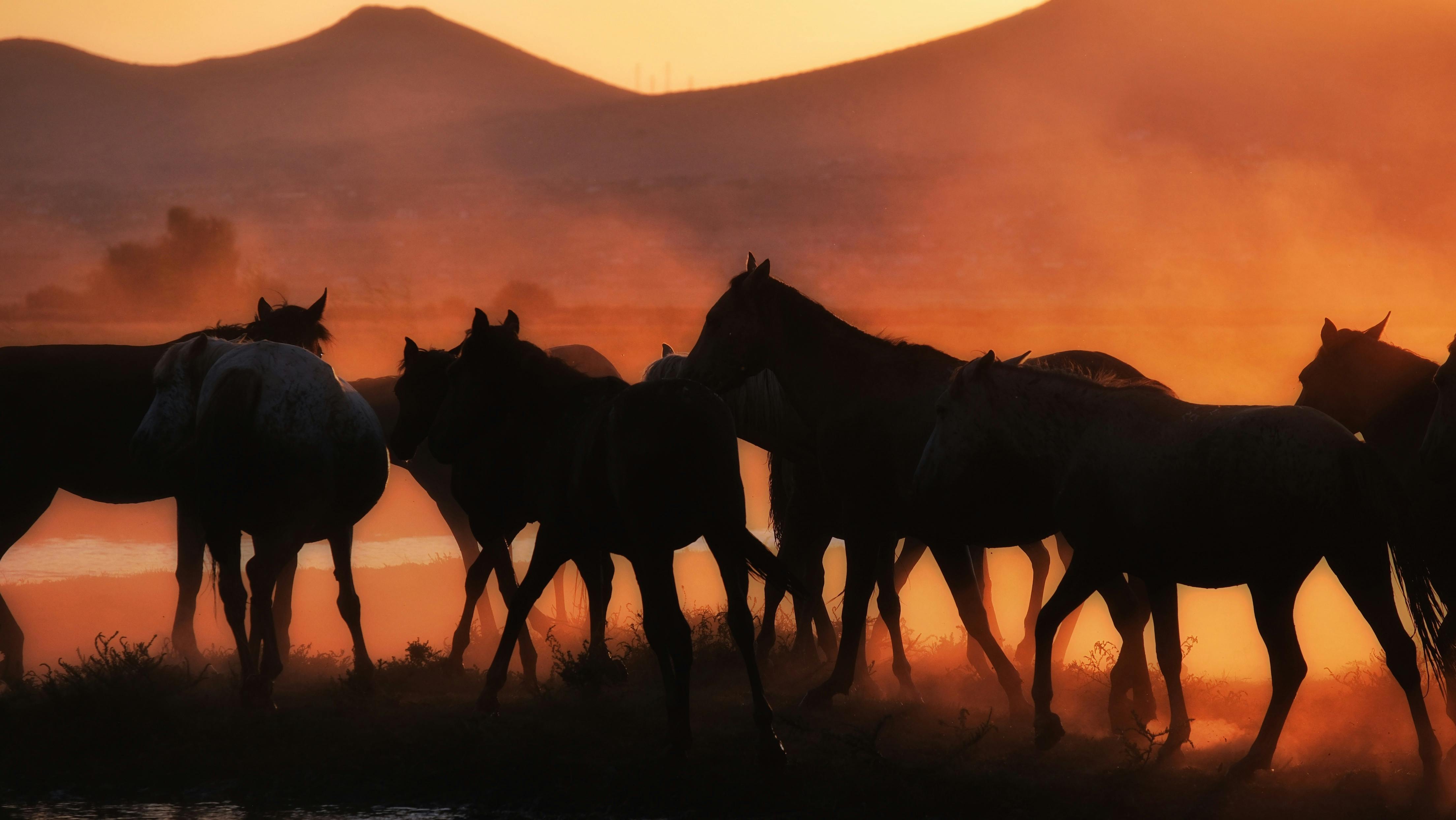 Foto profissional gratuita de alvorecer, ao ar livre, arranhando ...