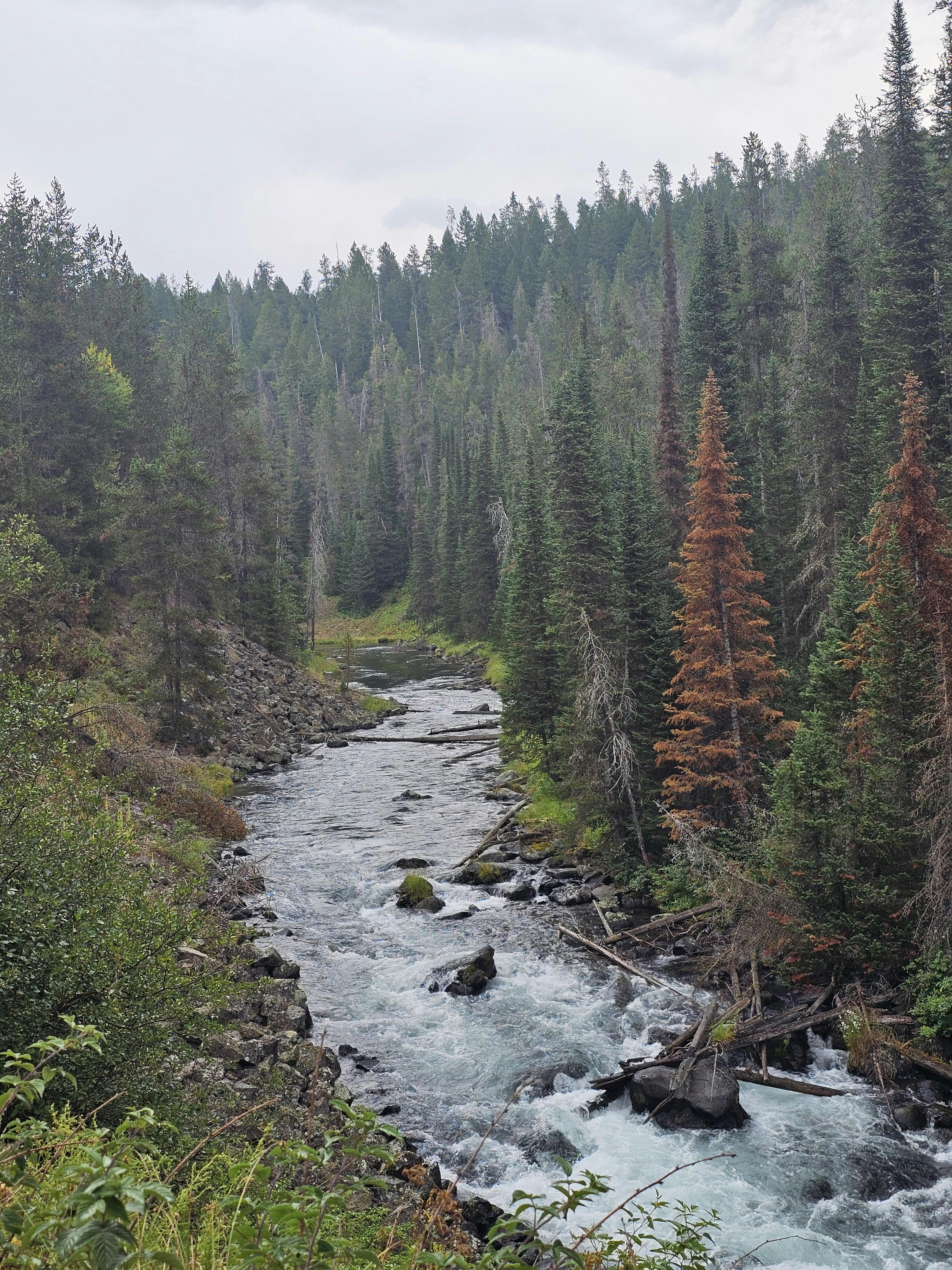 Pine Trees by Lake in Forest Against Sky · Free Stock Photo