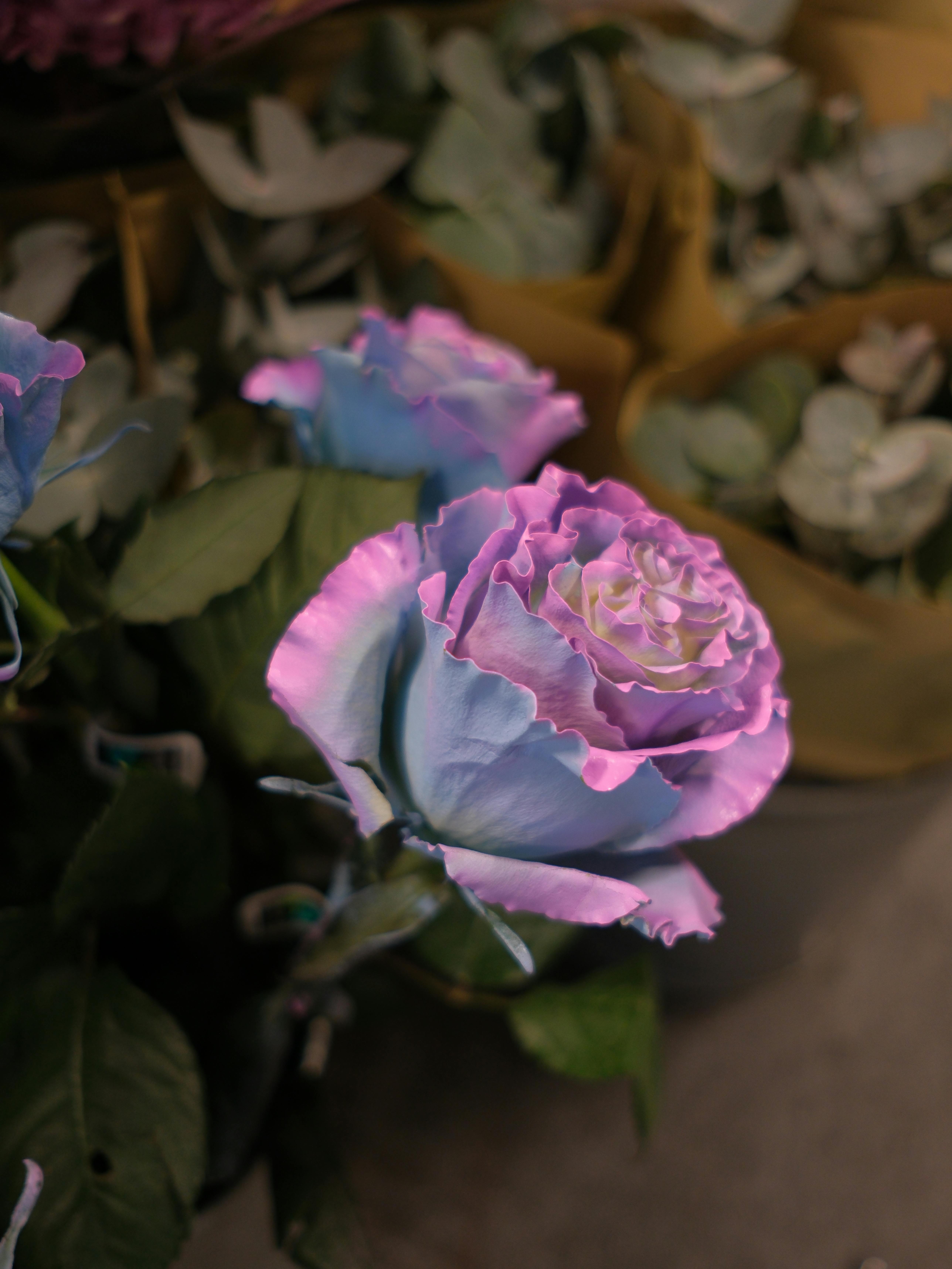 A close up of a bunch of purple and blue roses · Free Stock Photo