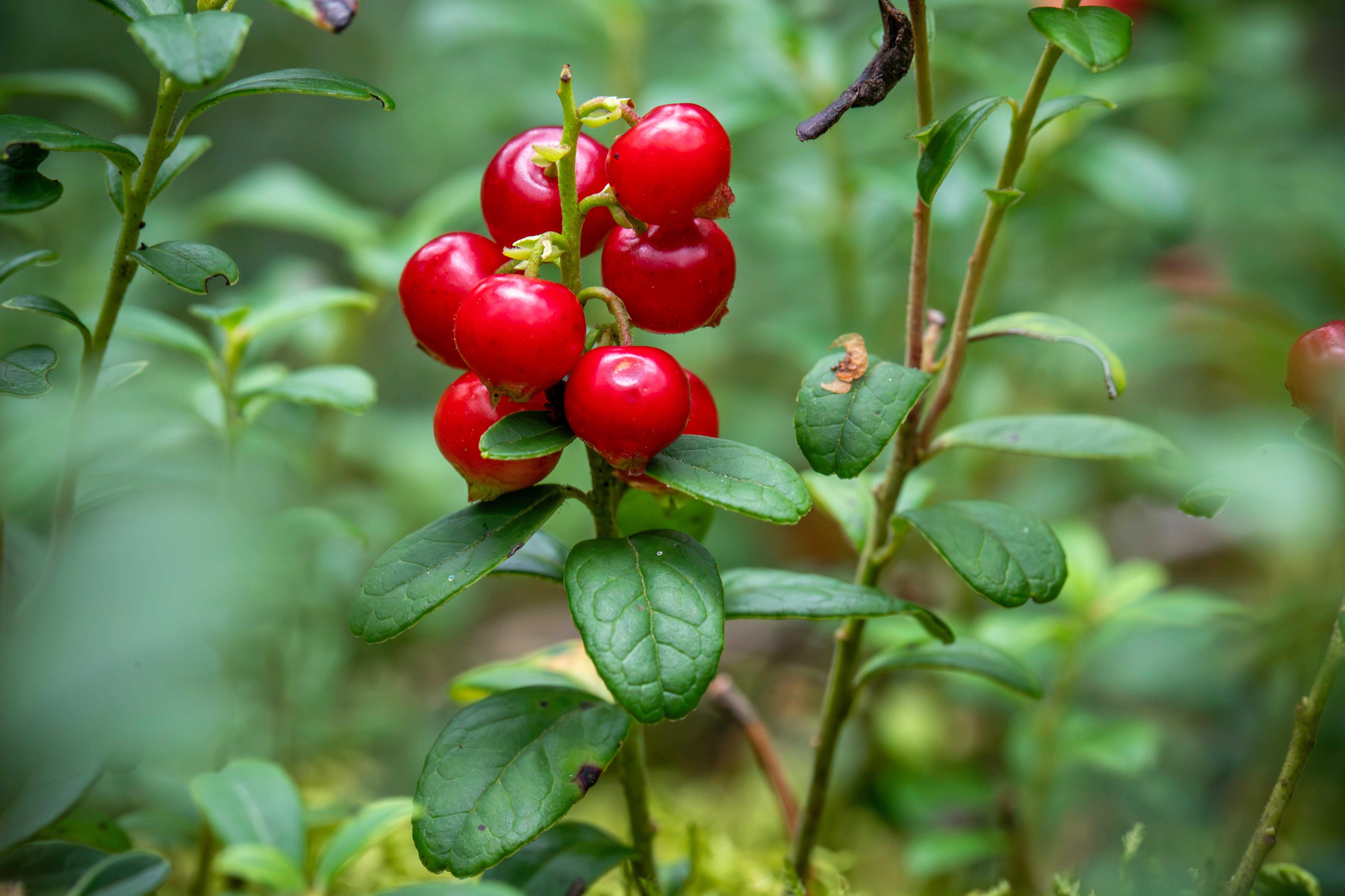 A plant with red berries growing in the forest · Free Stock Photo