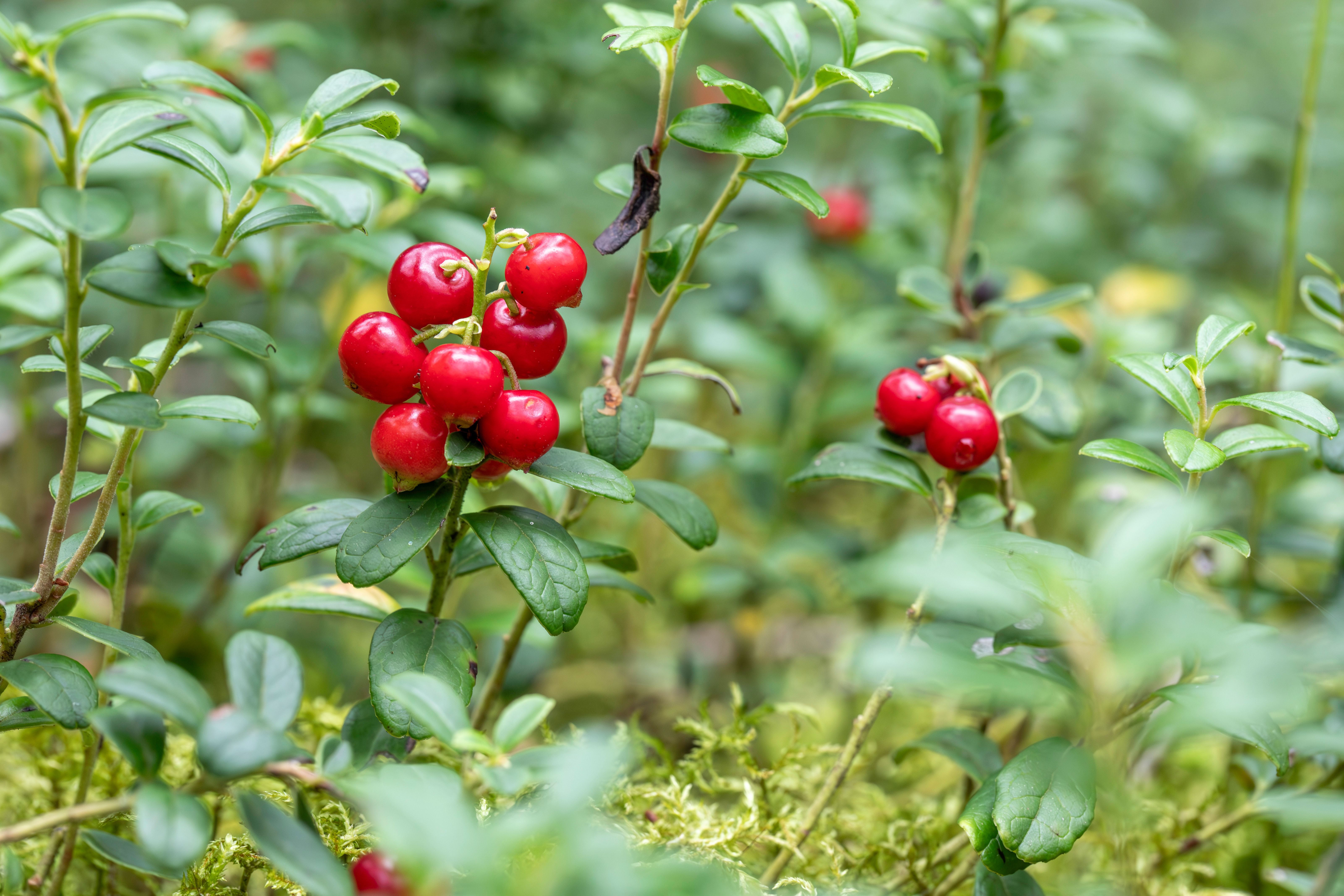 A small bush with red berries growing in the forest · Free Stock Photo