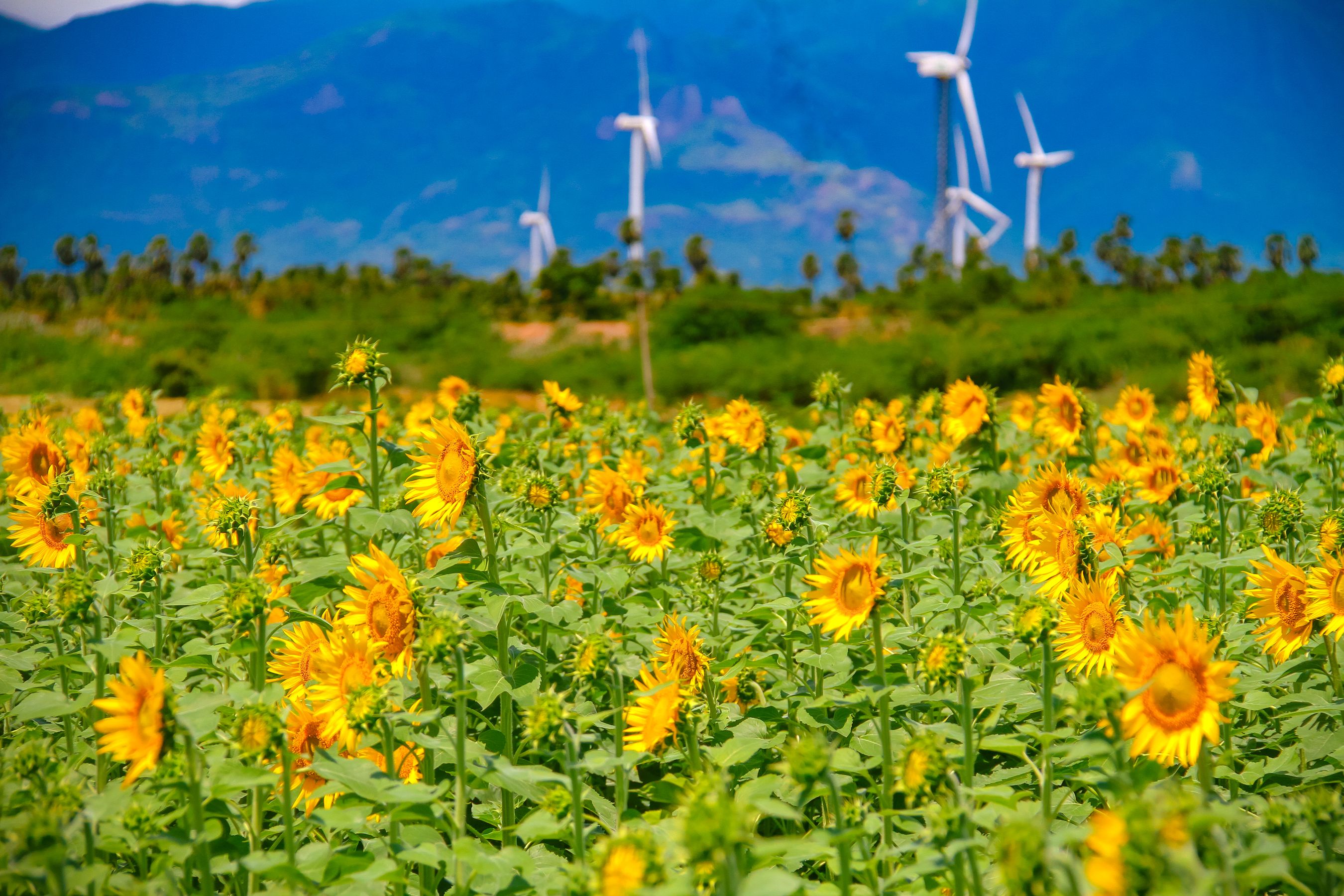 Sunflowers in a field with wind turbines in the background · Free Stock ...