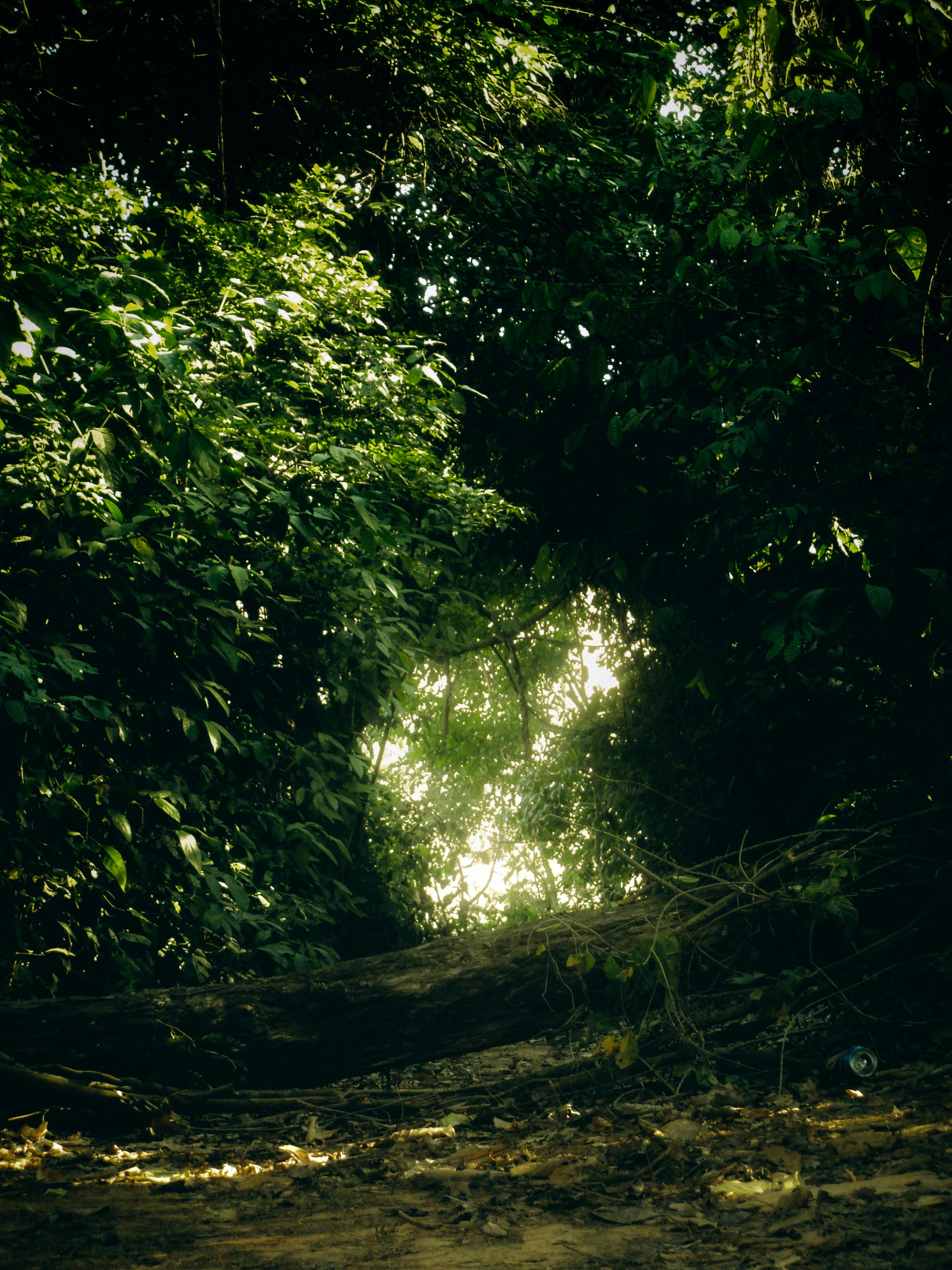 A path through the jungle with sunlight coming through · Free Stock Photo