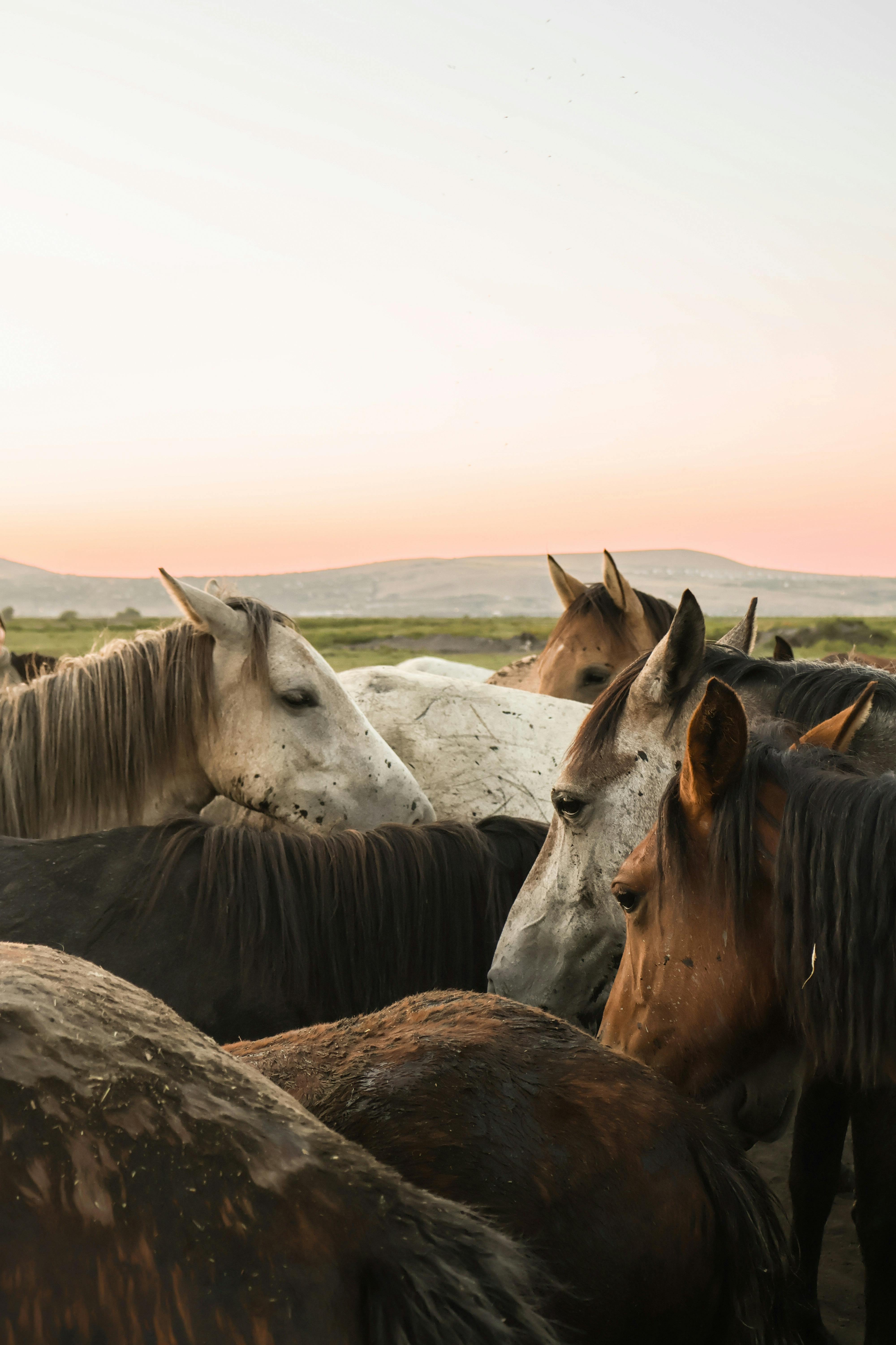 Free Pexels 98 X98 Photos, Download The BEST Free Free Pexels 98 X98 ...