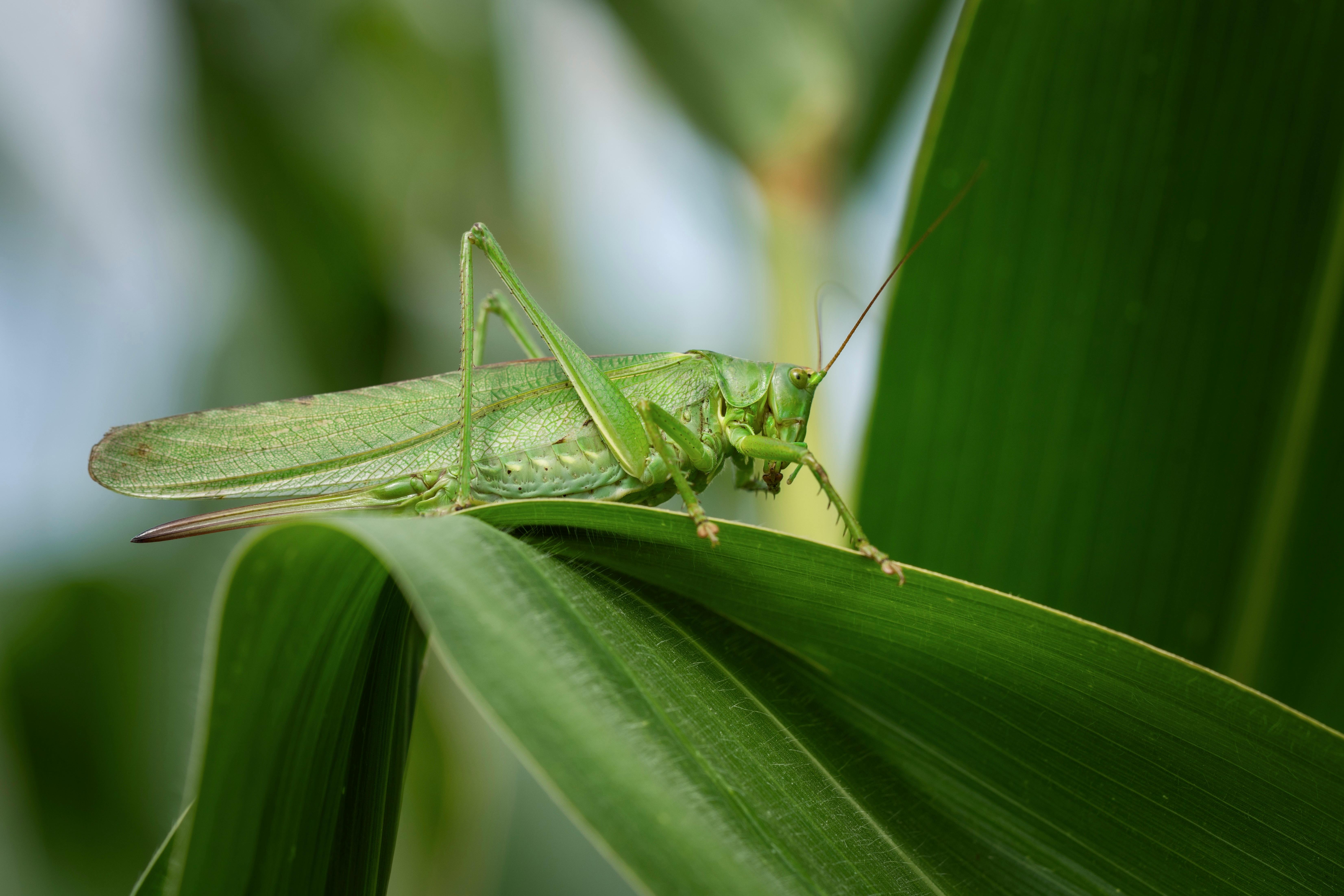 Foto de stock gratuita sobre al aire libre, anatomía del saltamontes ...