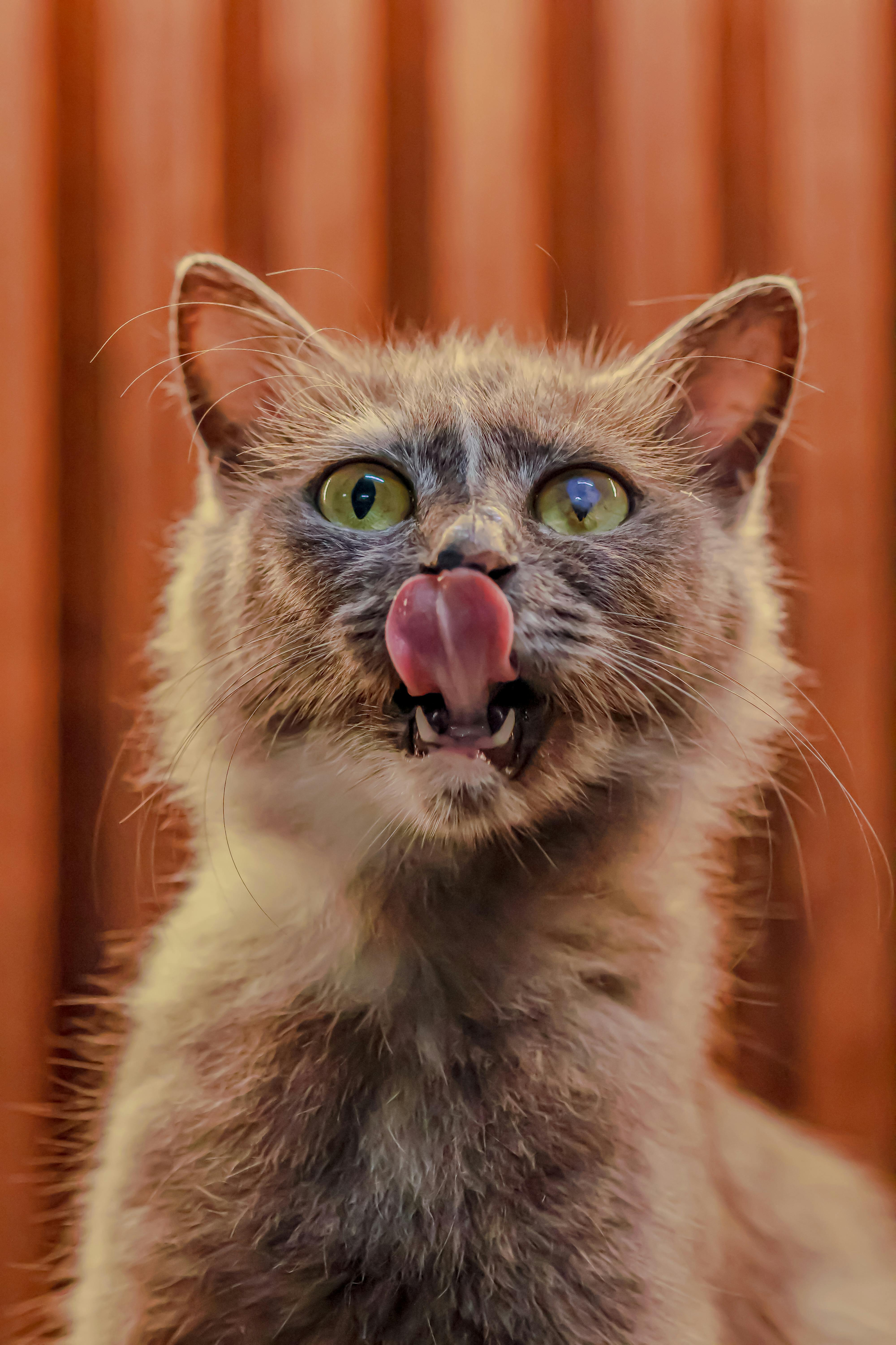 Imagine de stoc gratuită cu acasă, adorabil, alb pisoi, animal, animal ...