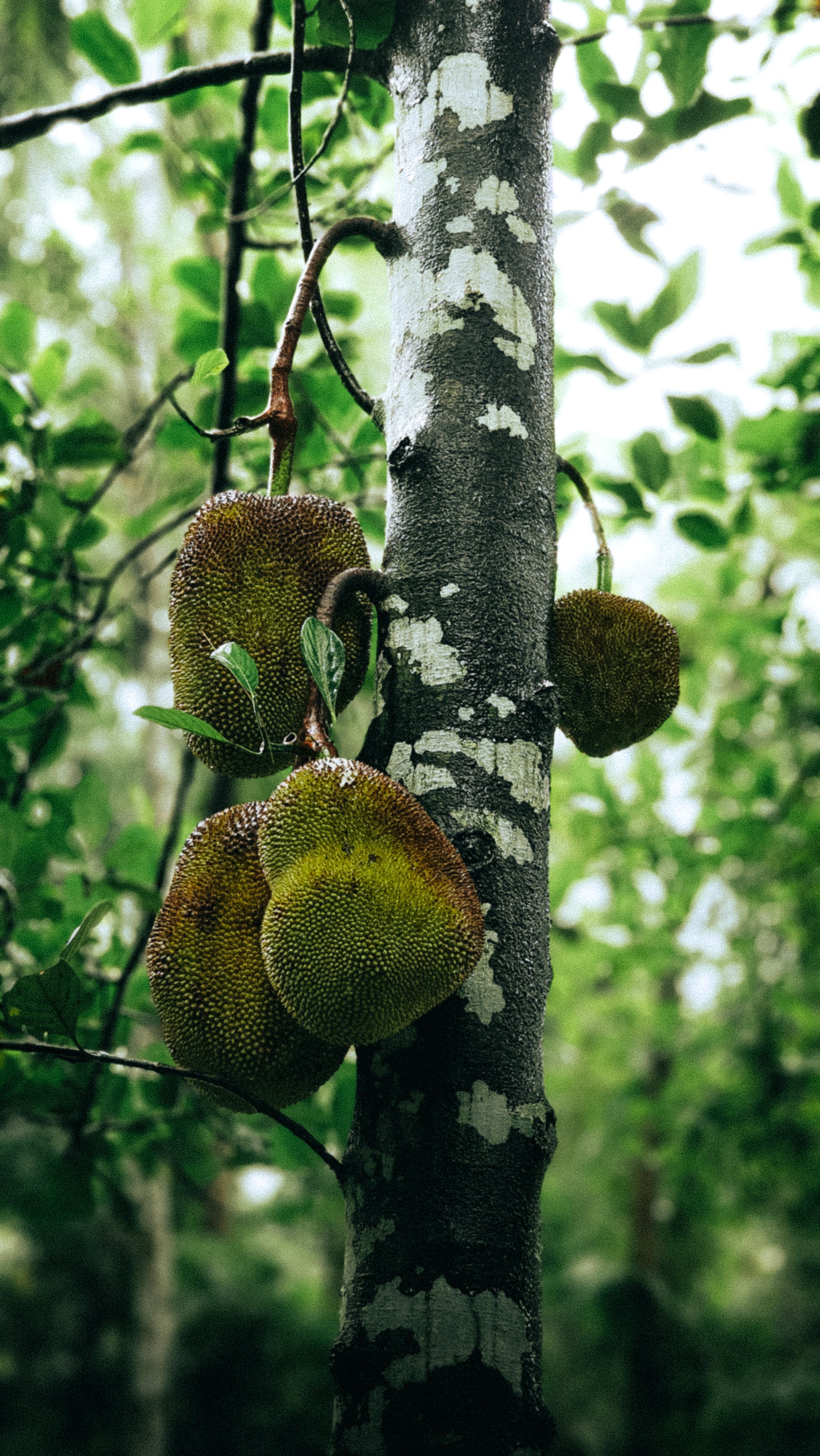 Nuts Trunk Chin Photos, Download The BEST Free Nuts Trunk Chin Stock ...