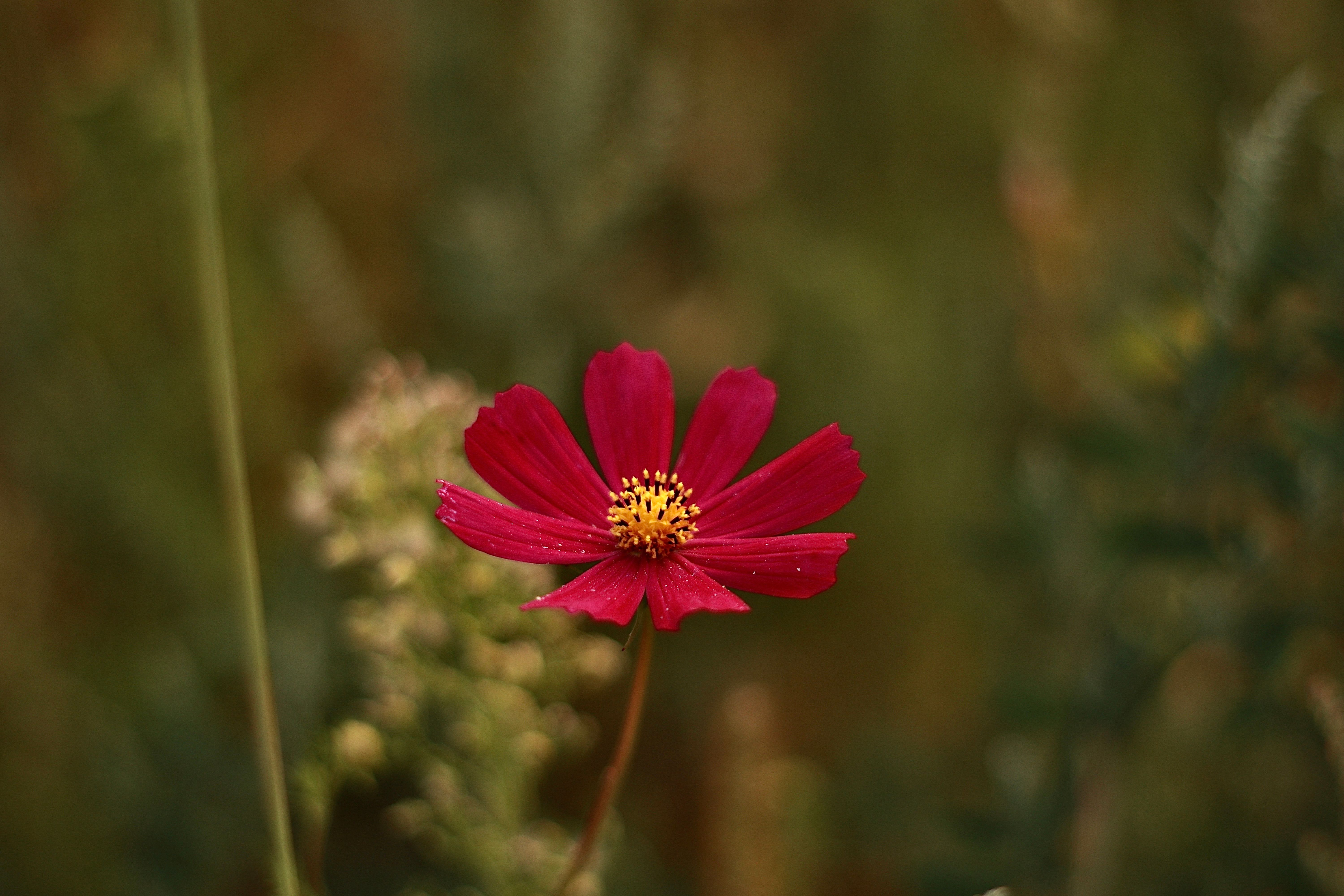 A single red flower in the middle of a field · Free Stock Photo