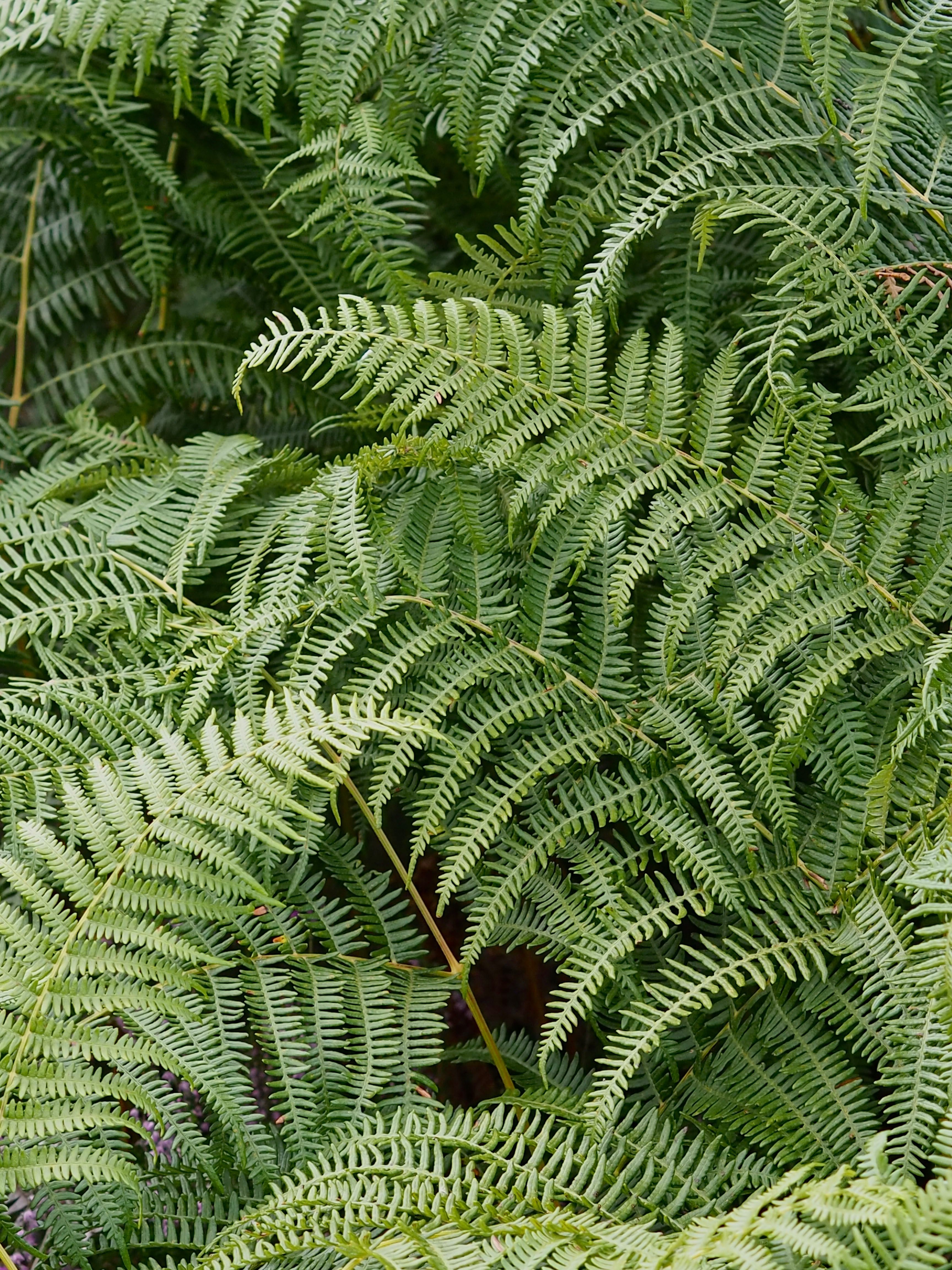 Green Fern Fronds · Free Stock Photo