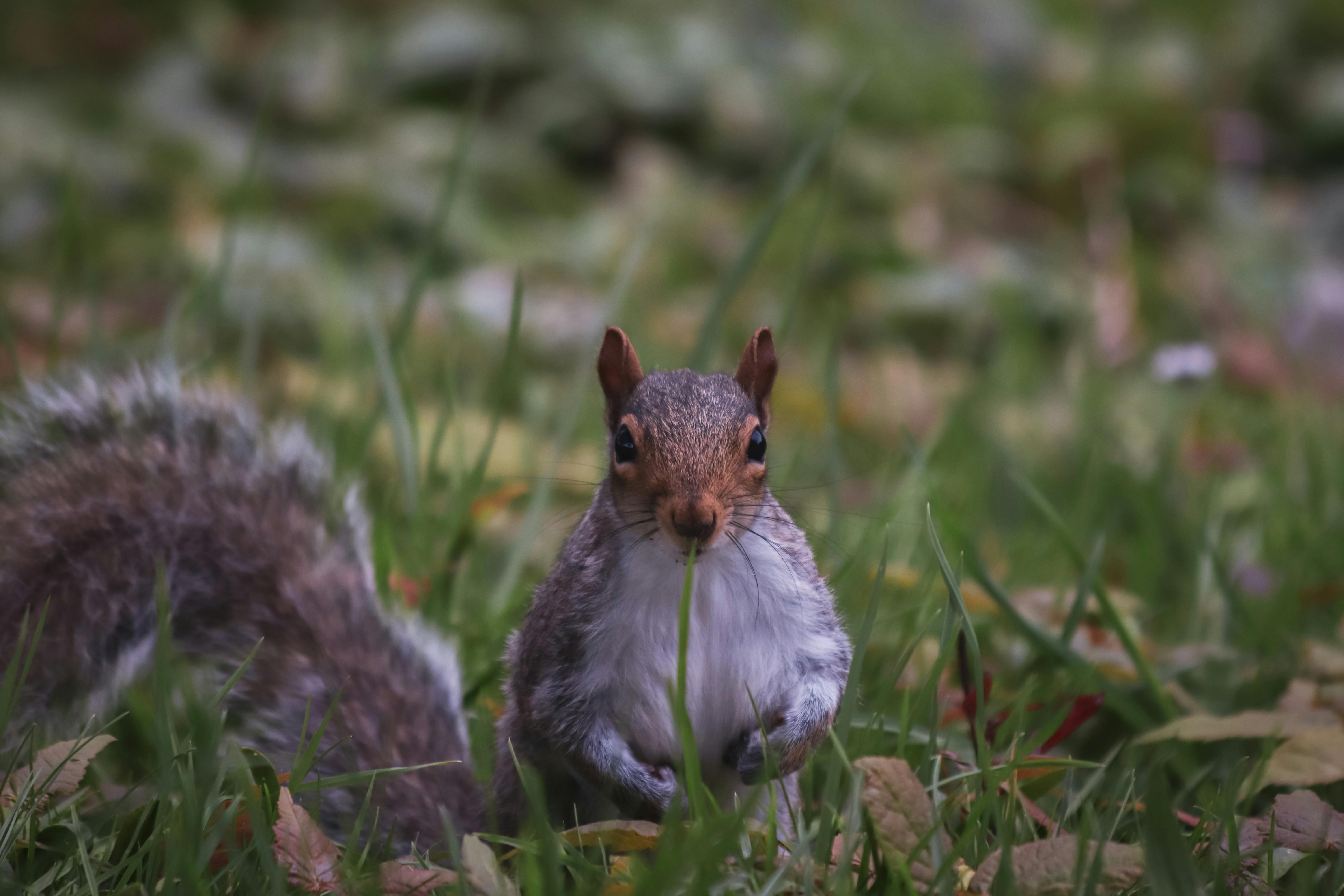 Squirrel on Tree Branch · Free Stock Photo